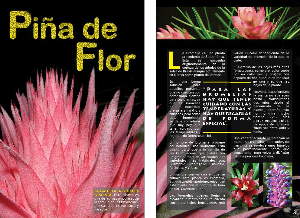 Trabajos en Indesign | Domestika