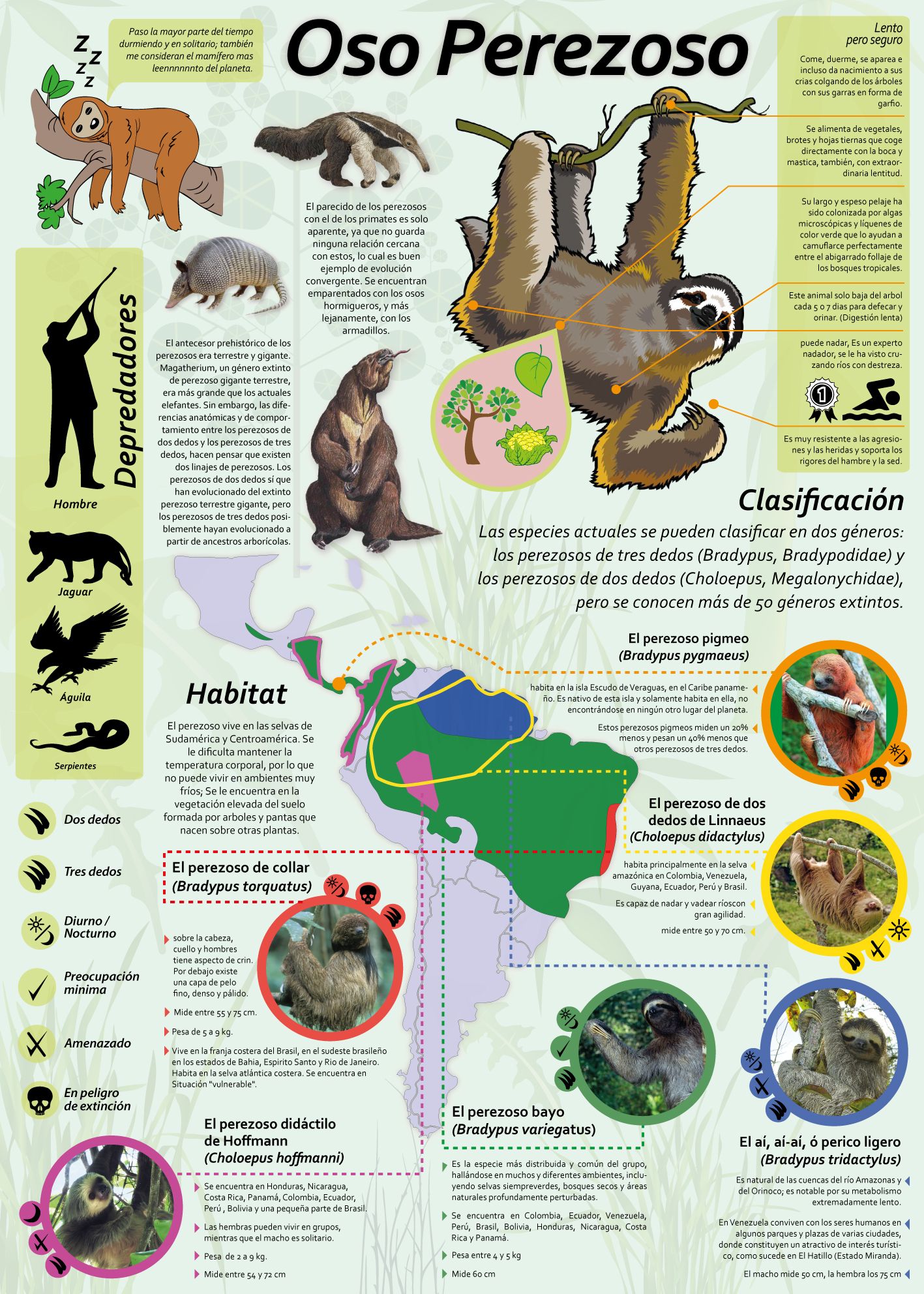 Megainfográfico OSO PEREZOSO | Domestika