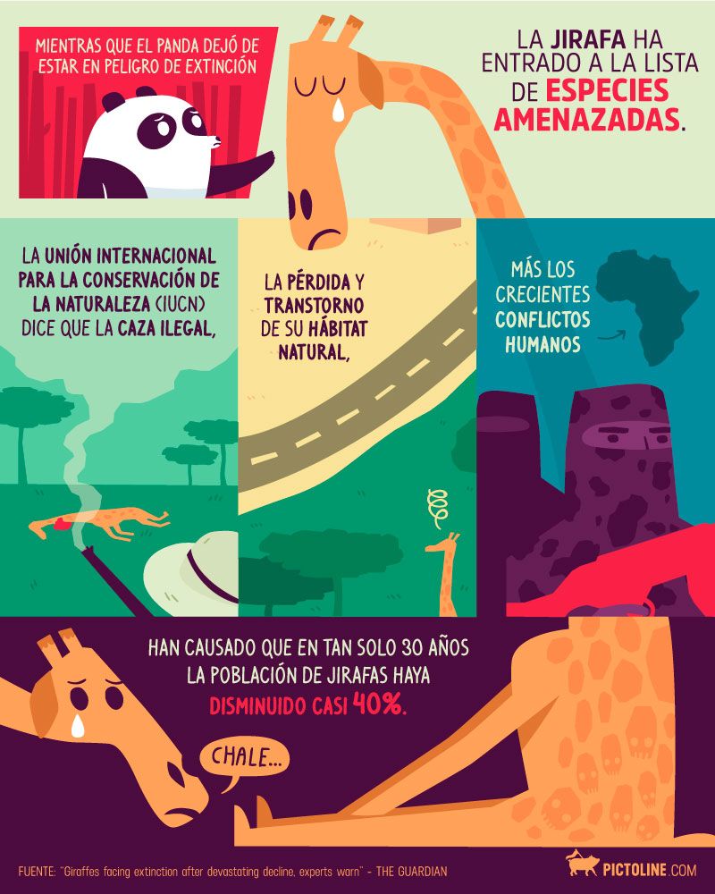 Pictoline: la revolución de la información ilustrada | Domestika