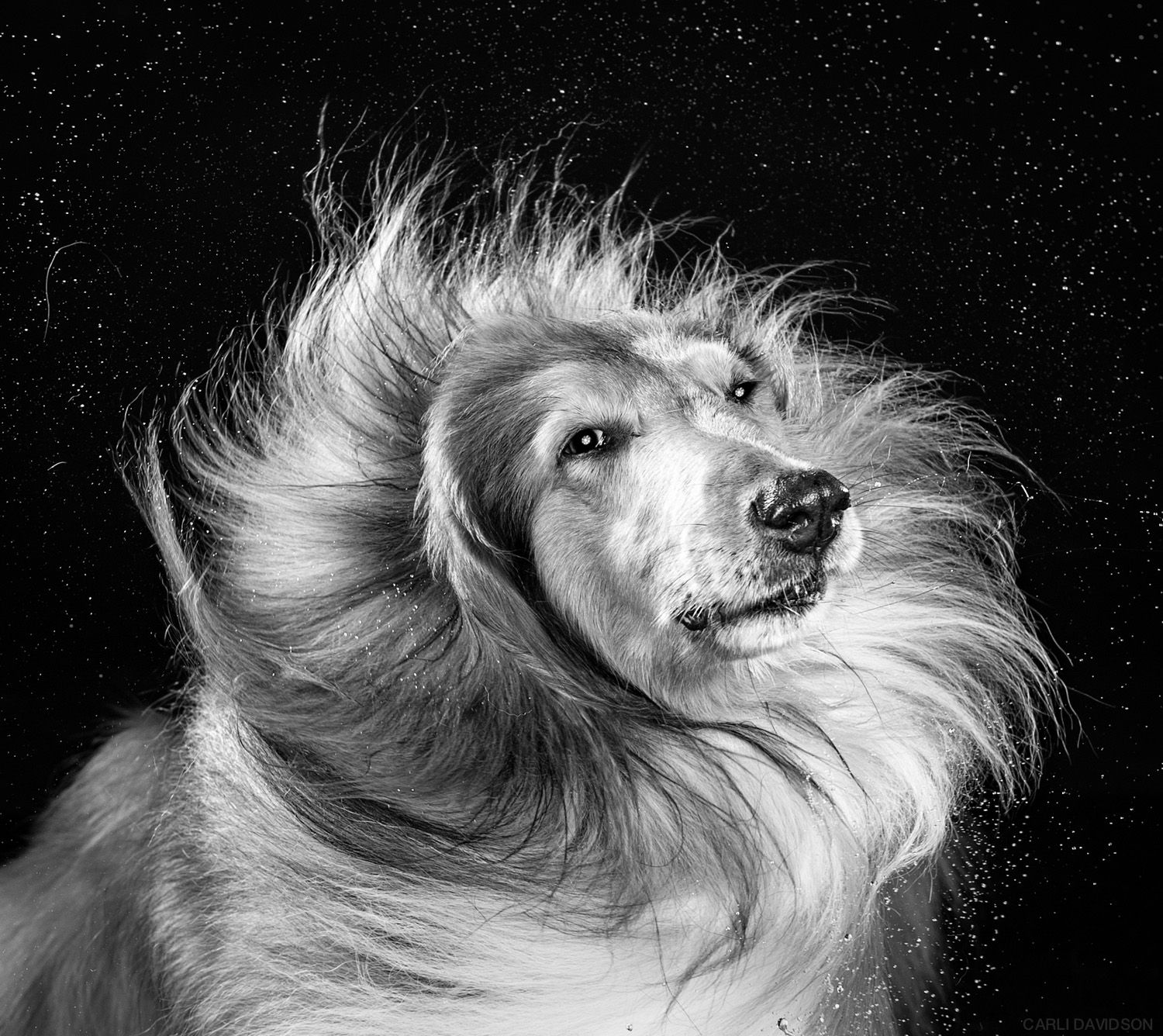 Conoce a 10 de los mejores fotógrafos de perros | Domestika