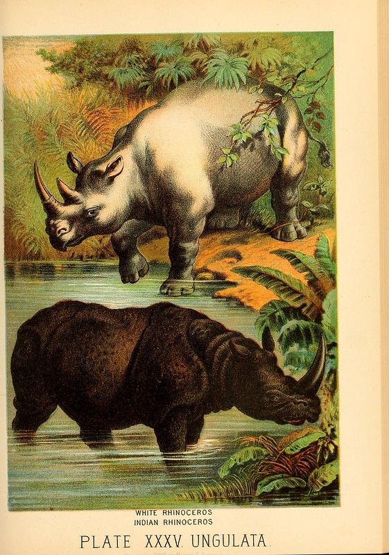 More than 270,000 Free Nature Illustrations from the Biodiversity ...