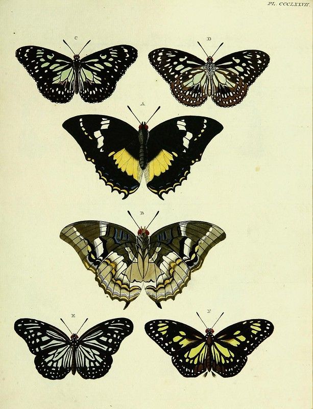 More than 270,000 Free Nature Illustrations from the Biodiversity ...
