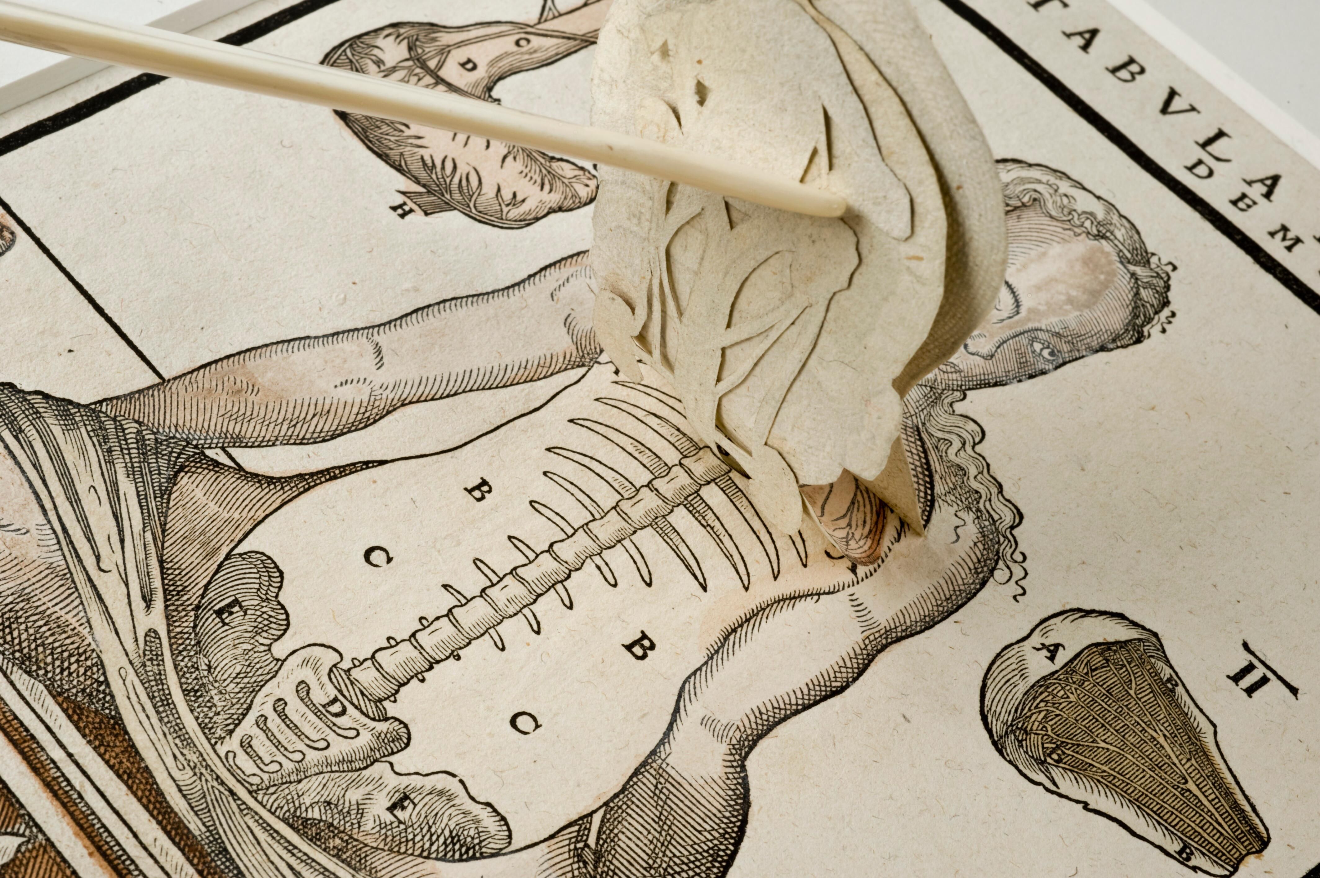 The History of Anatomical Drawing: How Illustrations Revolutionized ...