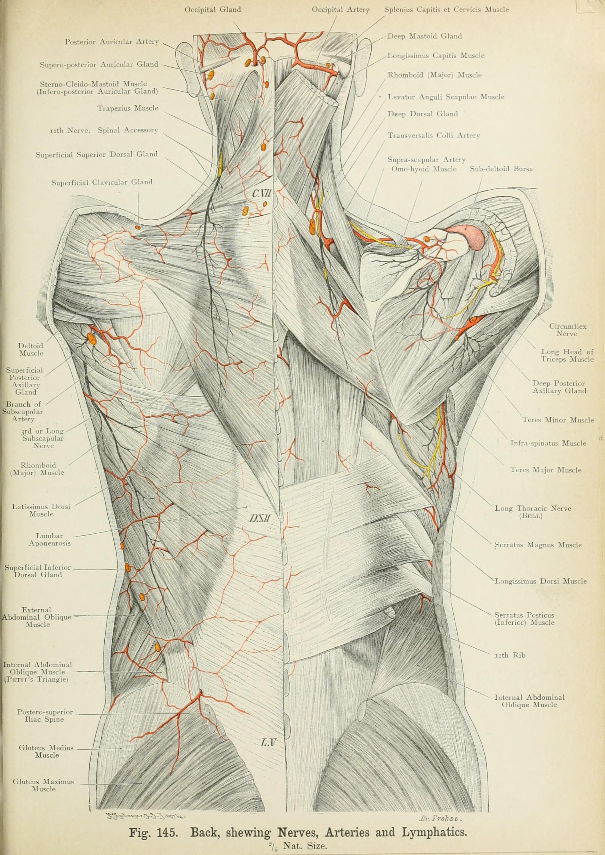 The History of Anatomical Drawing: How Illustrations Revolutionized ...