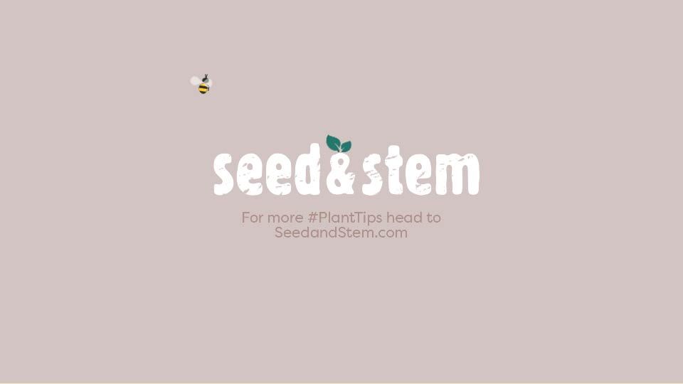 Seed & Stem | Domestika