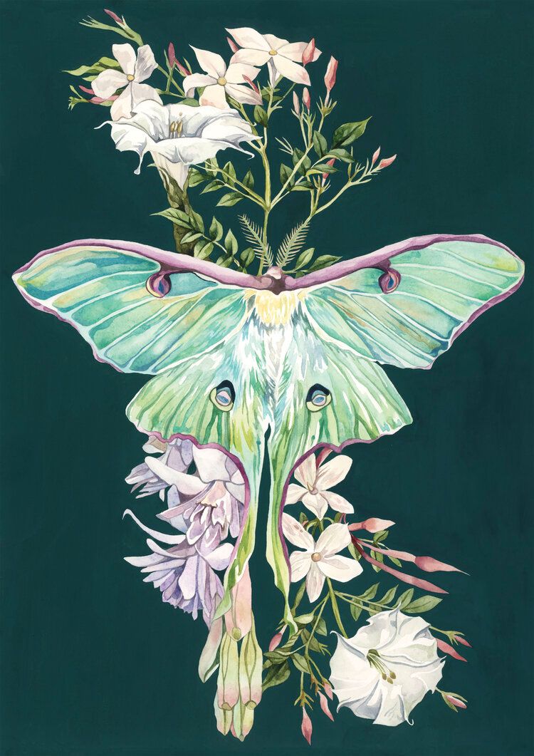 Entomology artworks | Domestika