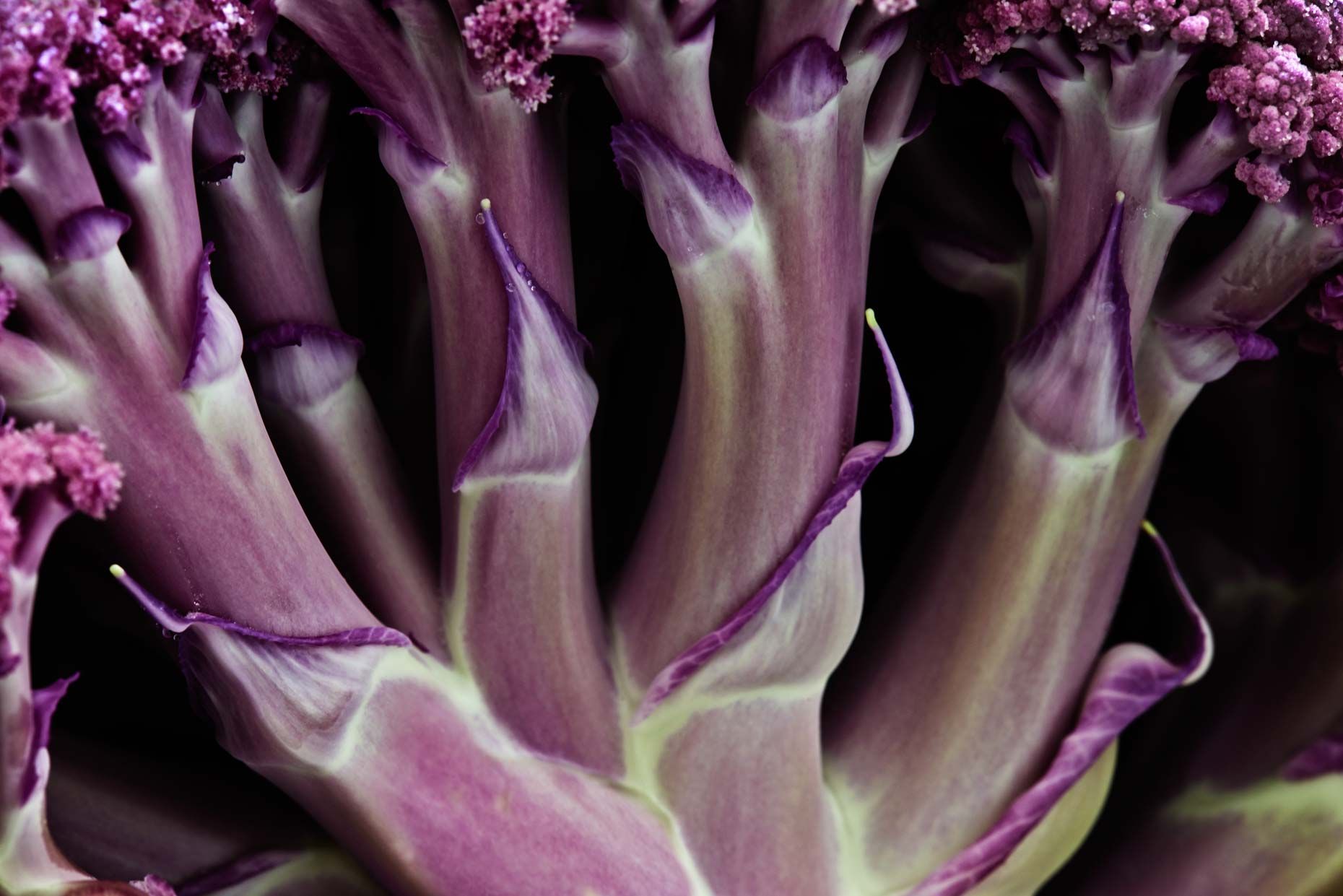 'Plantlab' Cookbook | Domestika