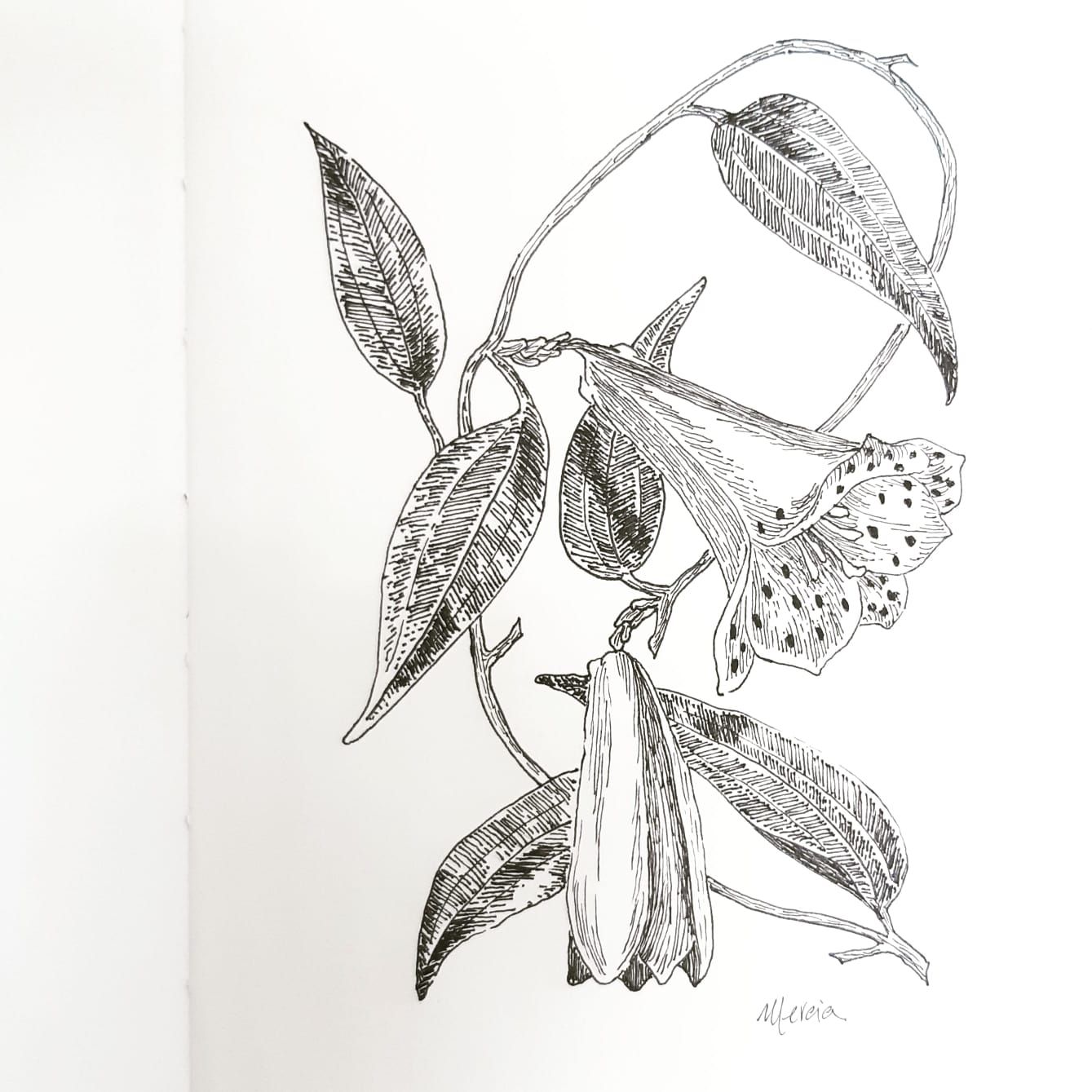 Flores com hachuras | Domestika