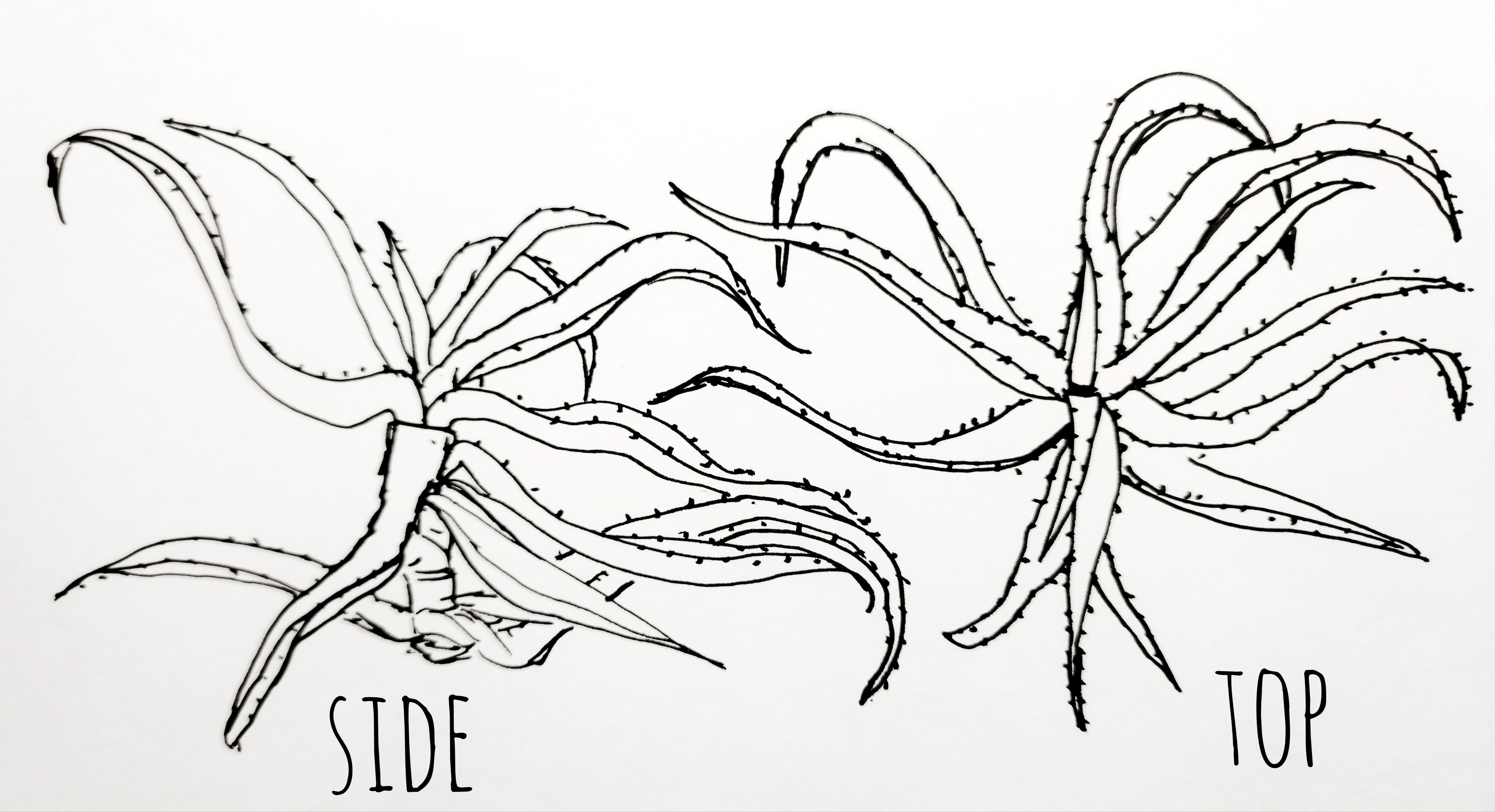 My projects for course: Botanical Sketchbooking: A Meditative Approach ...