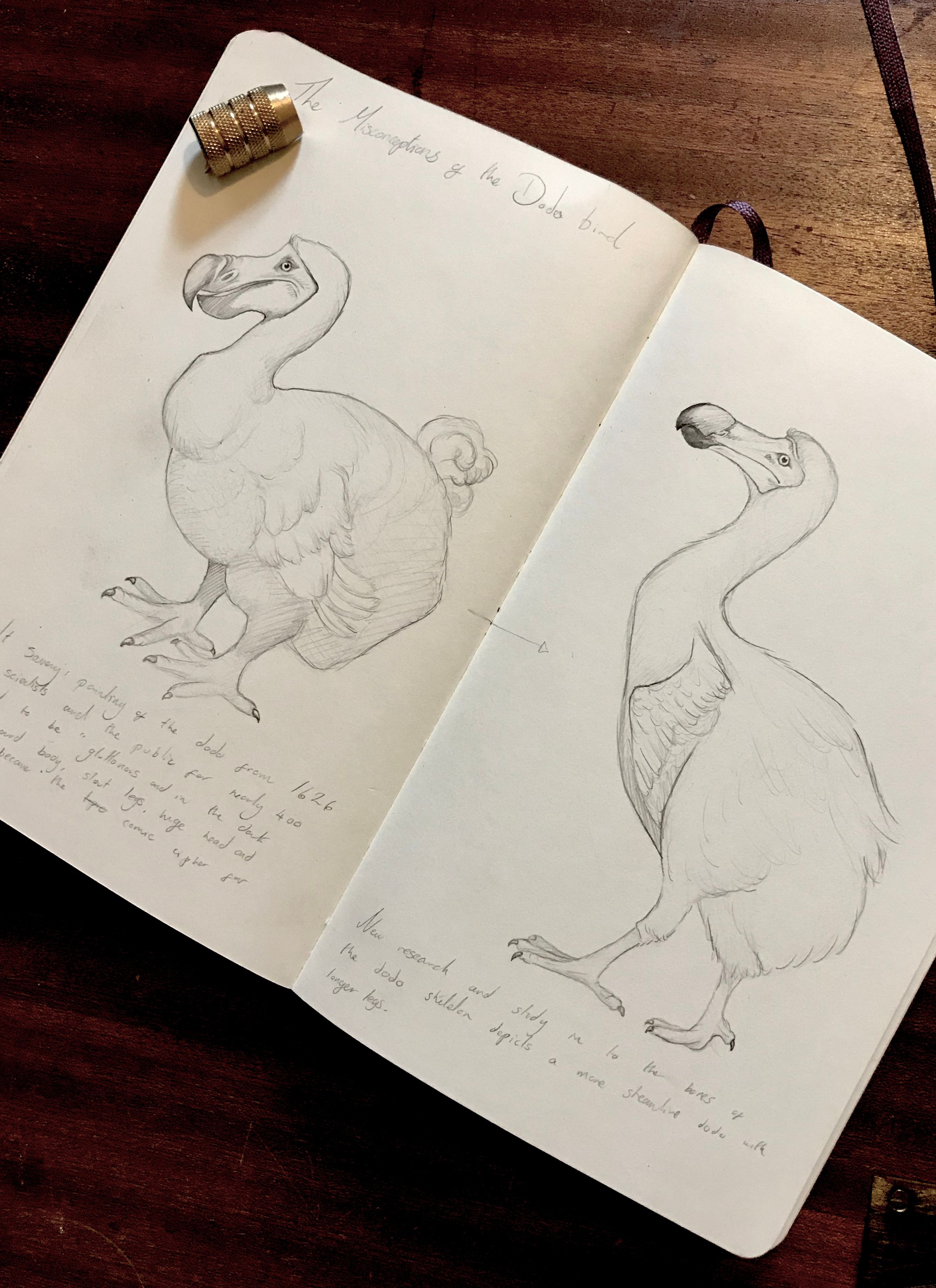 A Dodo Came to London - Research, sketches and final pencil drawing ...