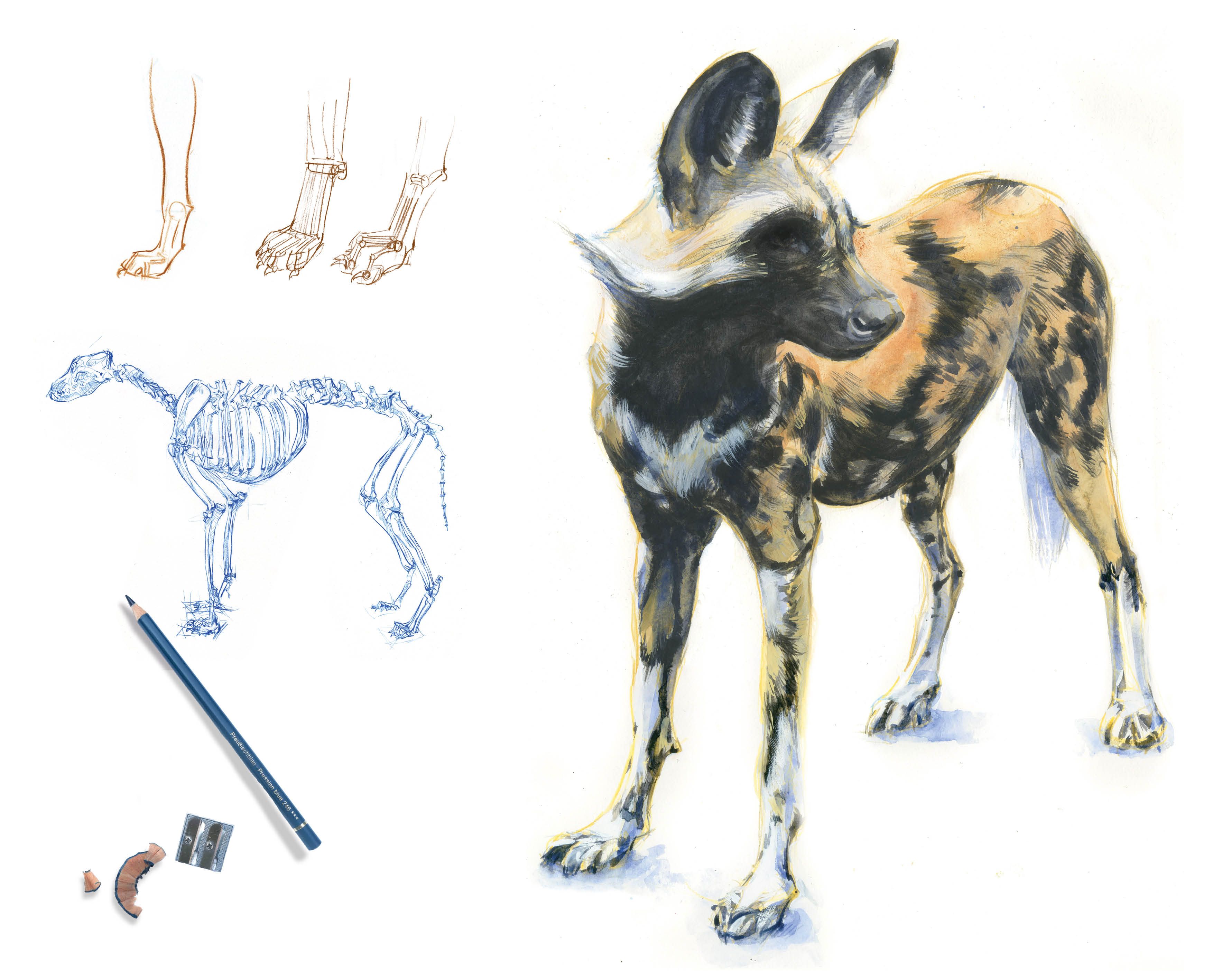 The Field Guide to Drawing & Sketching Animals | Domestika