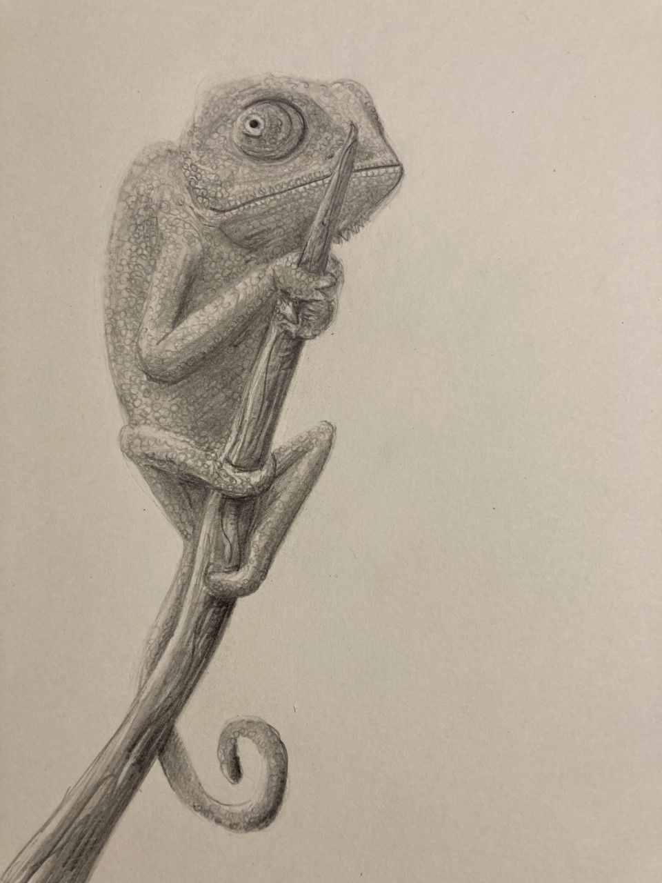 Chameleon pencil drawing | Domestika