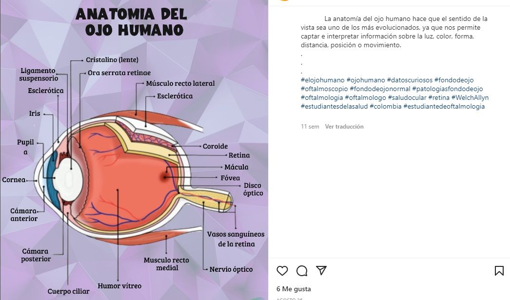 Anatomia del ojo humano | Domestika