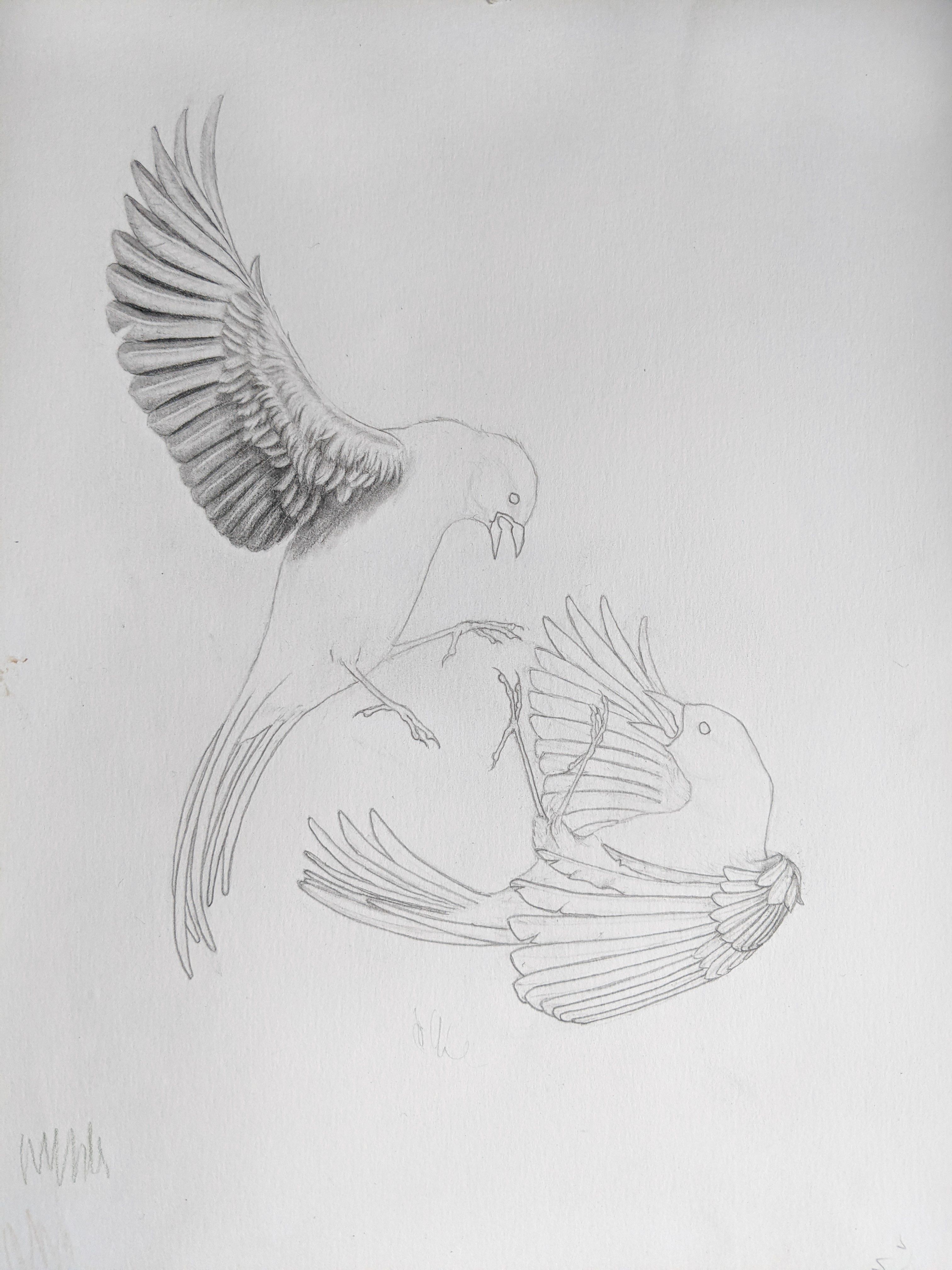 𝘛𝘰𝘳𝘮𝘦𝘯𝘵 | Naturalistic Animal Drawing with Graphite Pencil | Domestika