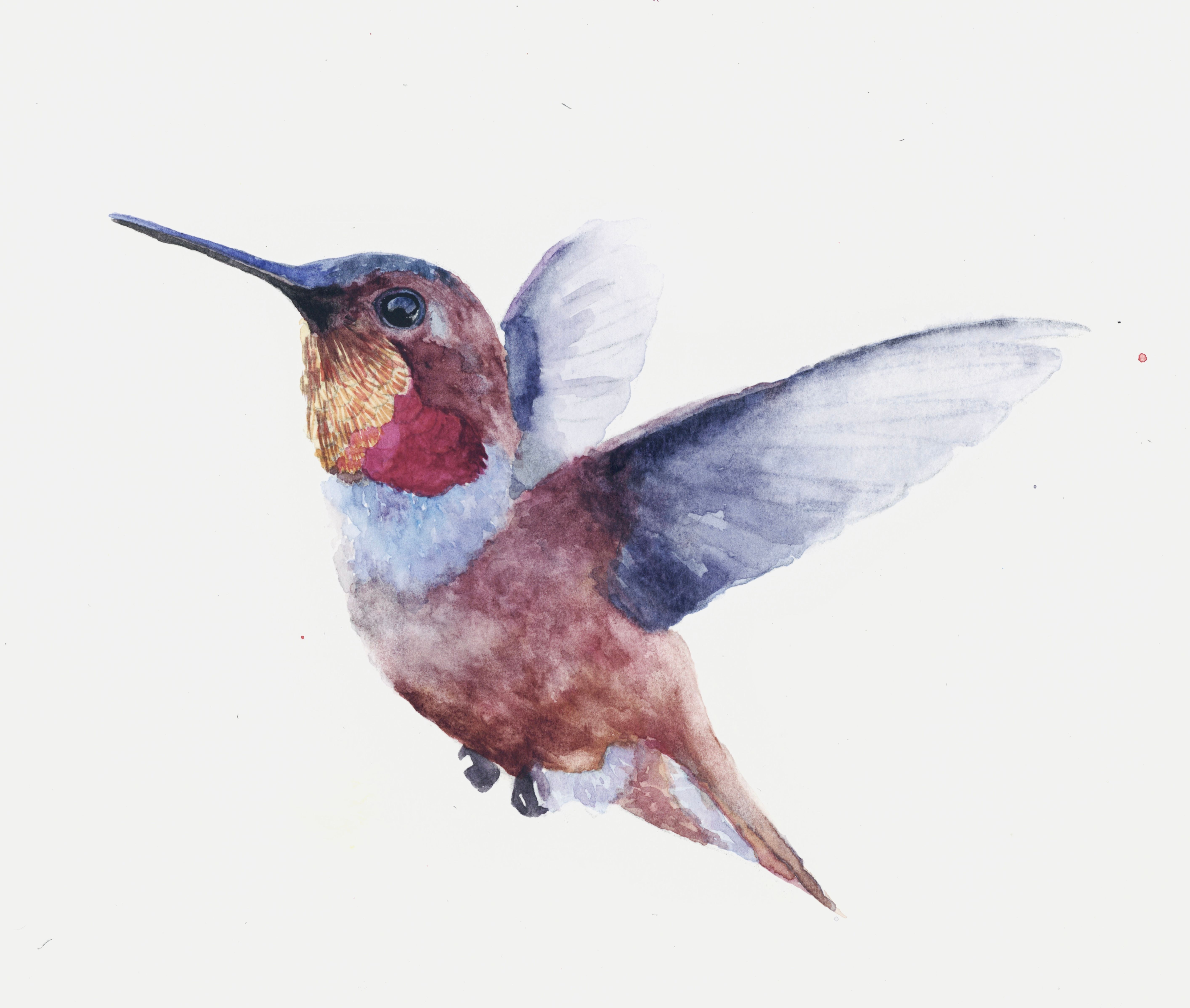 Watercolour hummingbird. Sneak preview of new book, out 2024. The ...