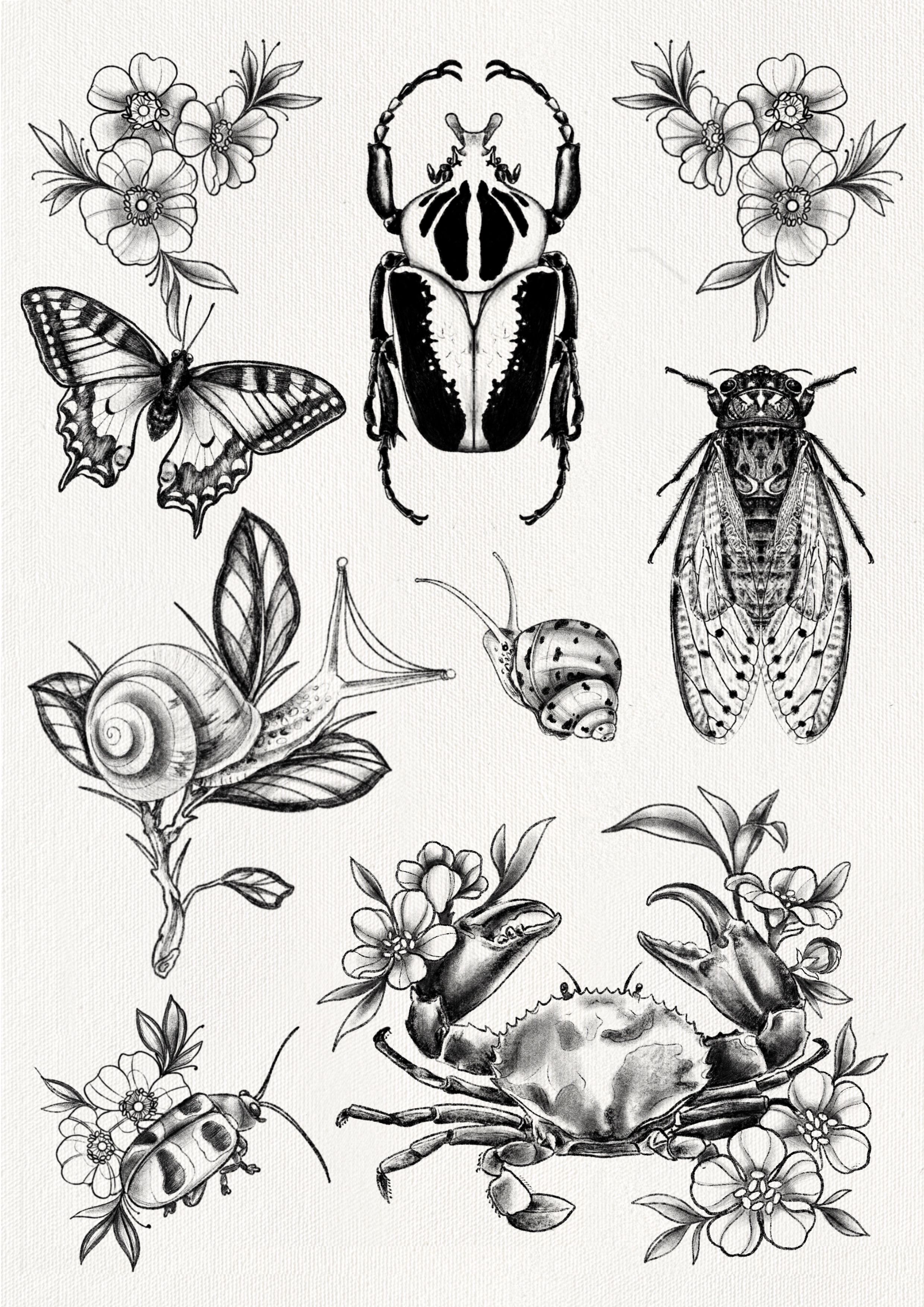 Insect Drawings | Domestika