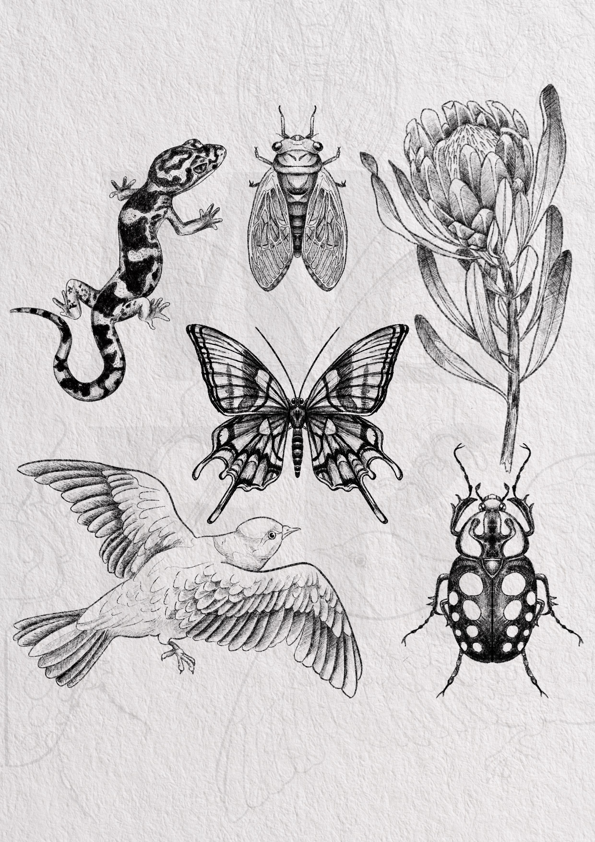 Insect Drawings | Domestika