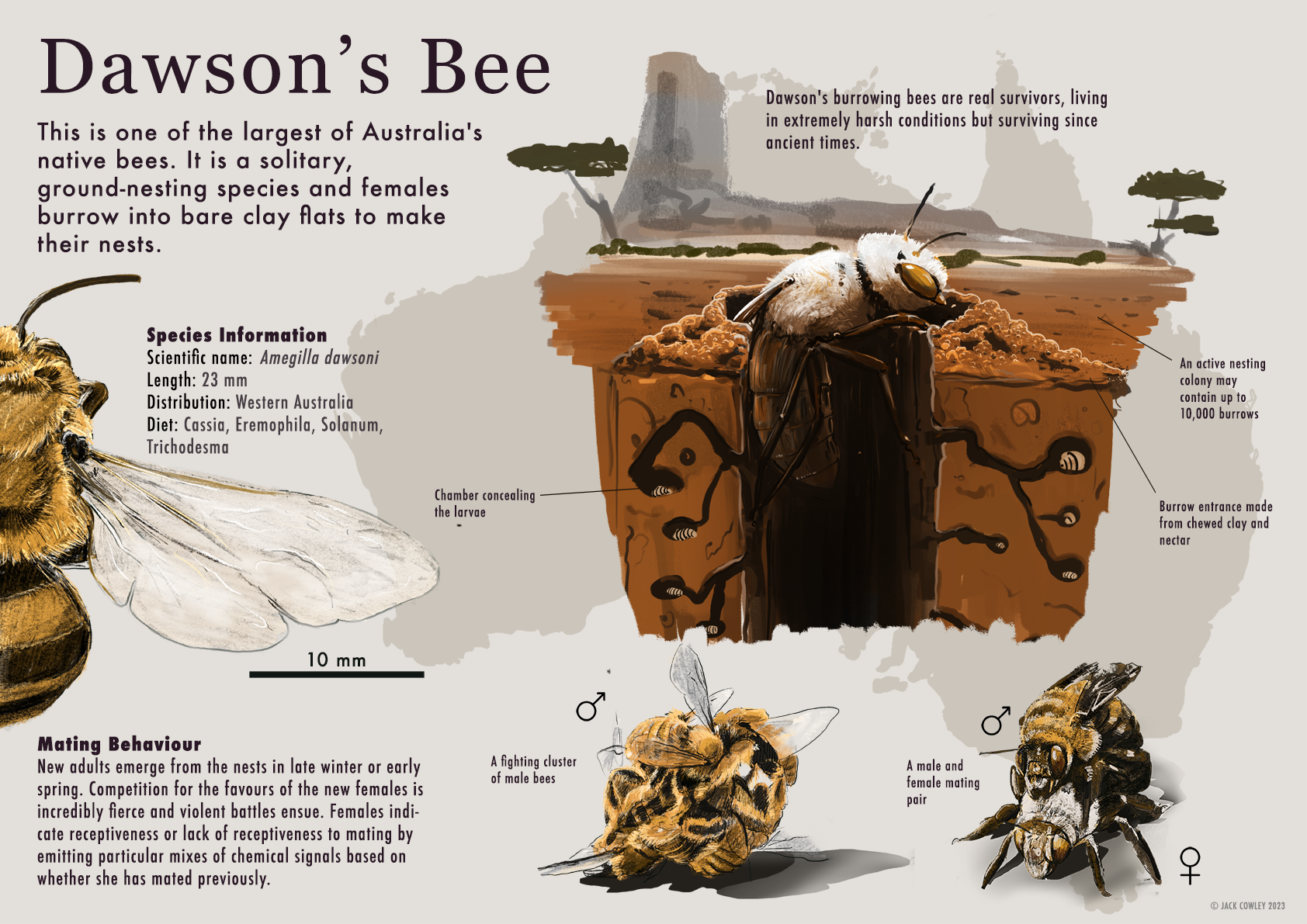 Dawson's Bee Infographic | Domestika