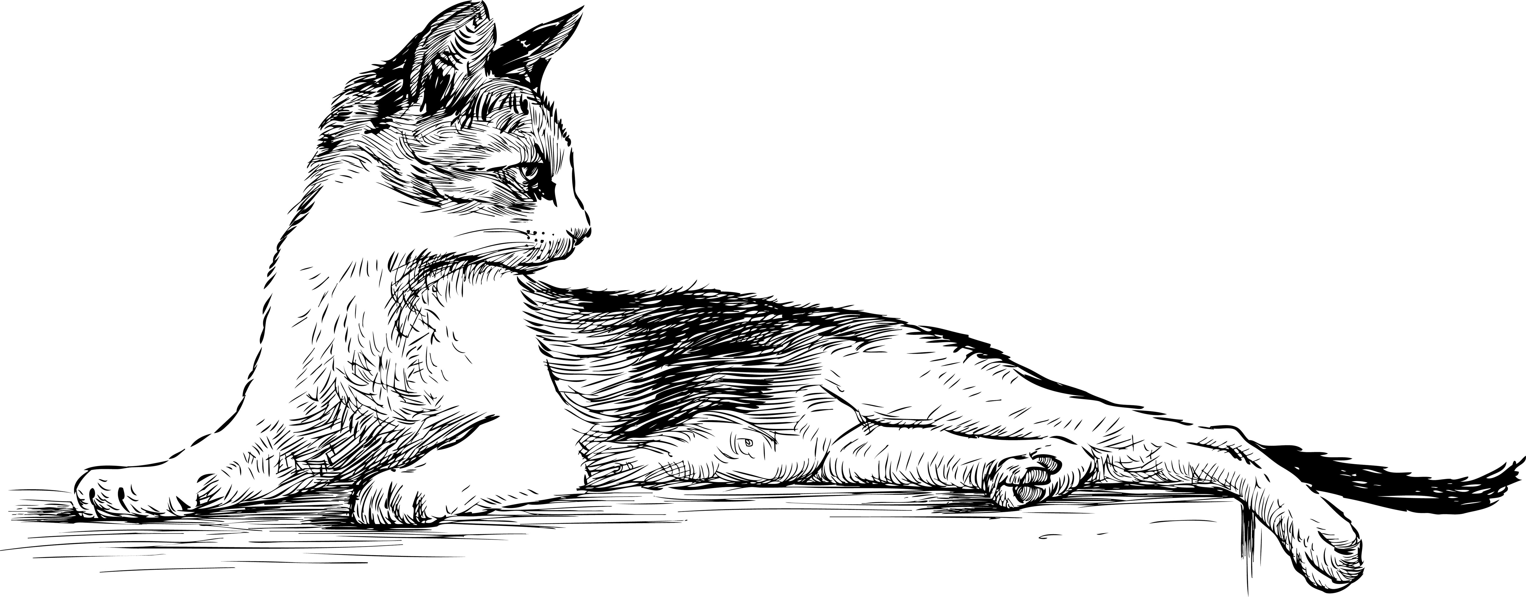 How to Draw a Realistic Cat Step-by-step | Domestika