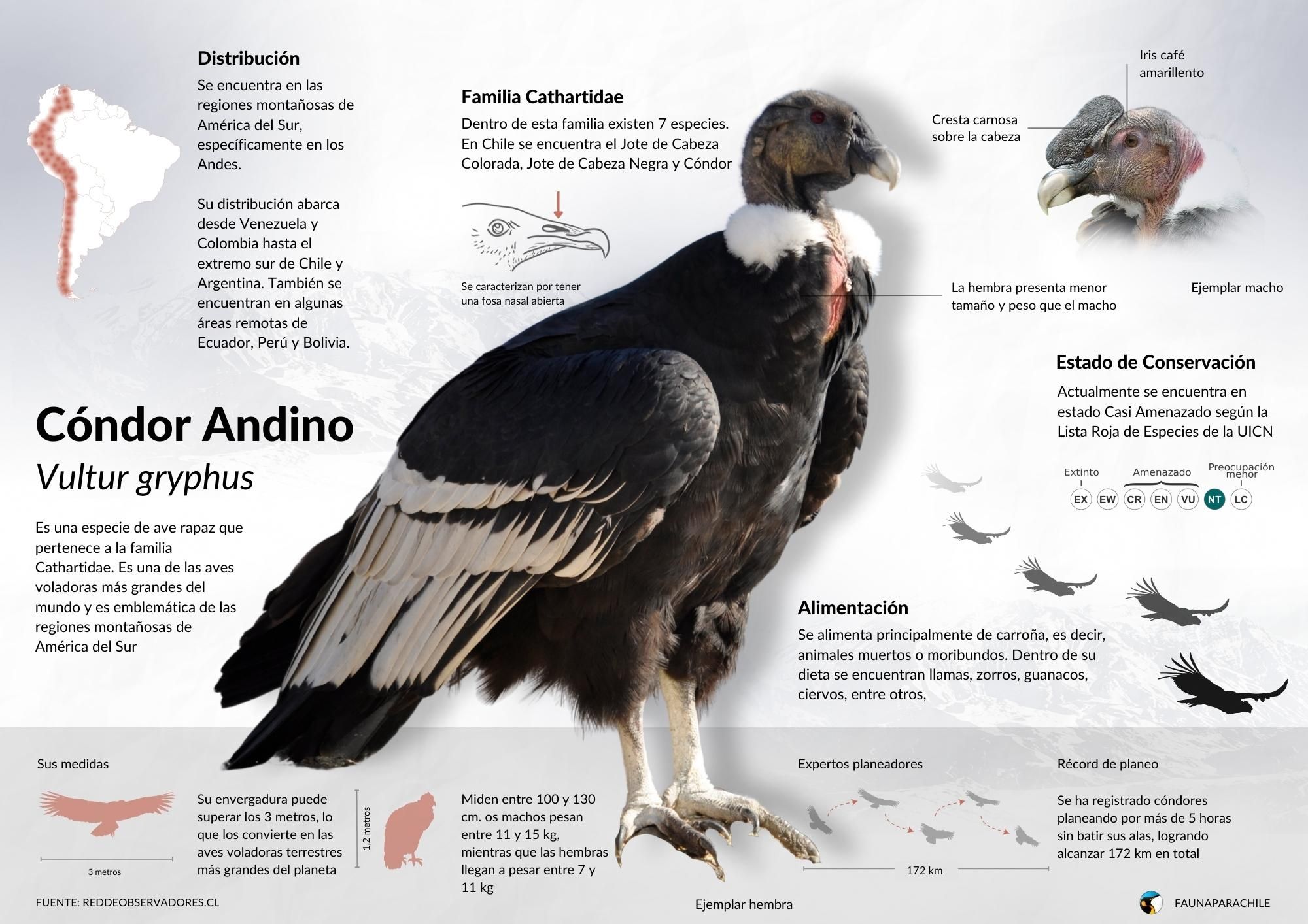 Infografía Cóndor Andino | Domestika