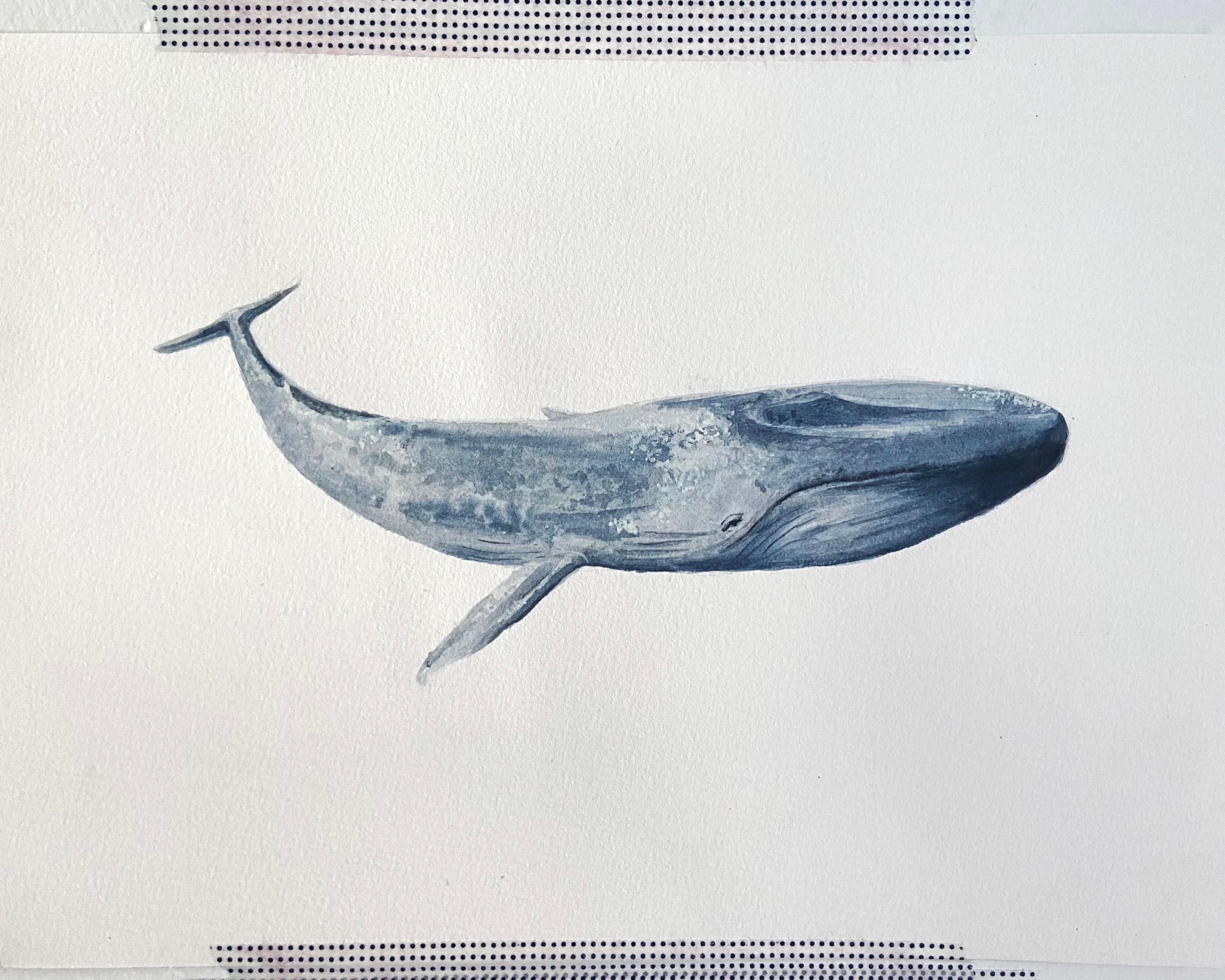 My project for course: Naturalist Illustration Techniques: Whales in ...