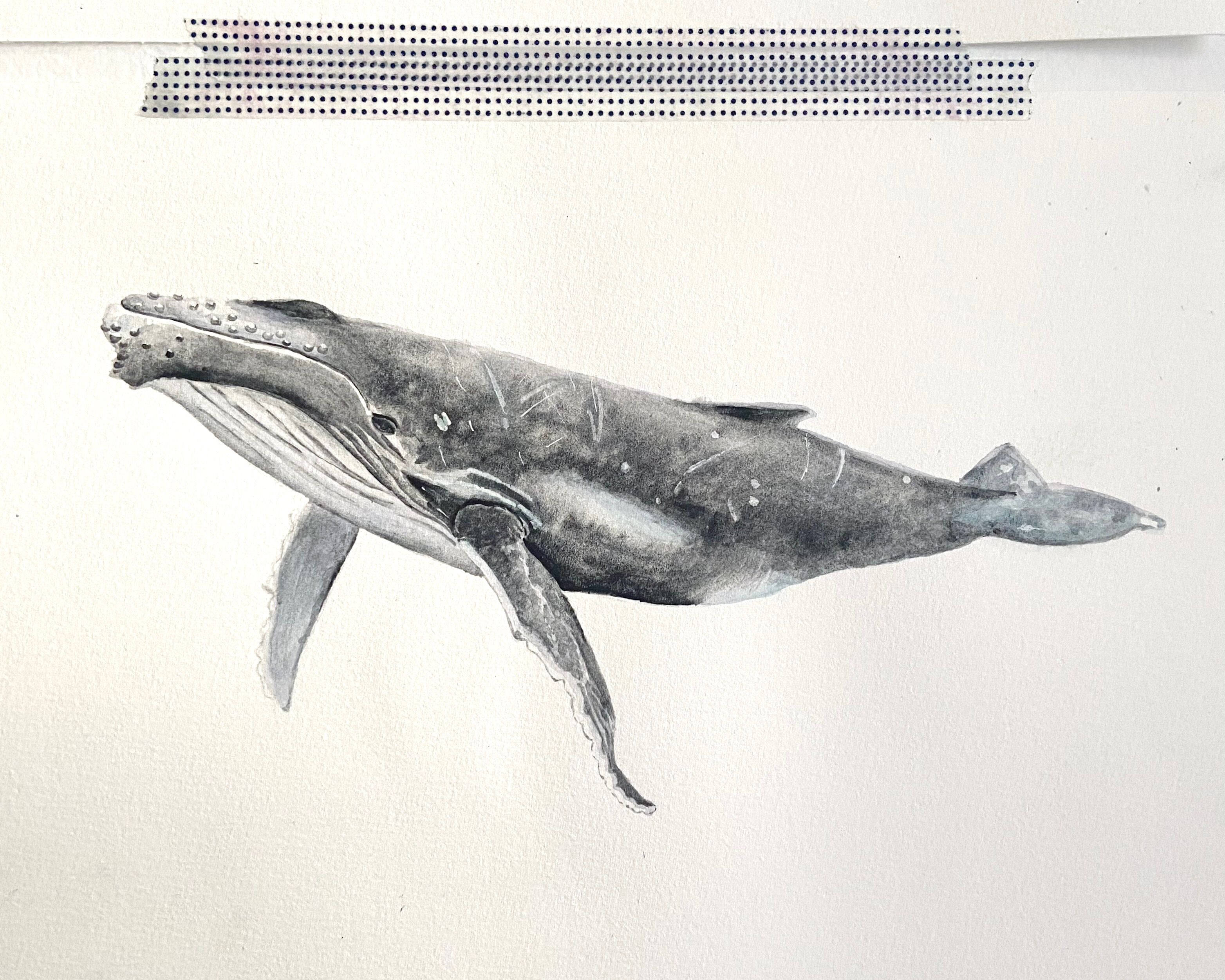 My project for course: Naturalist Illustration Techniques: Whales in ...