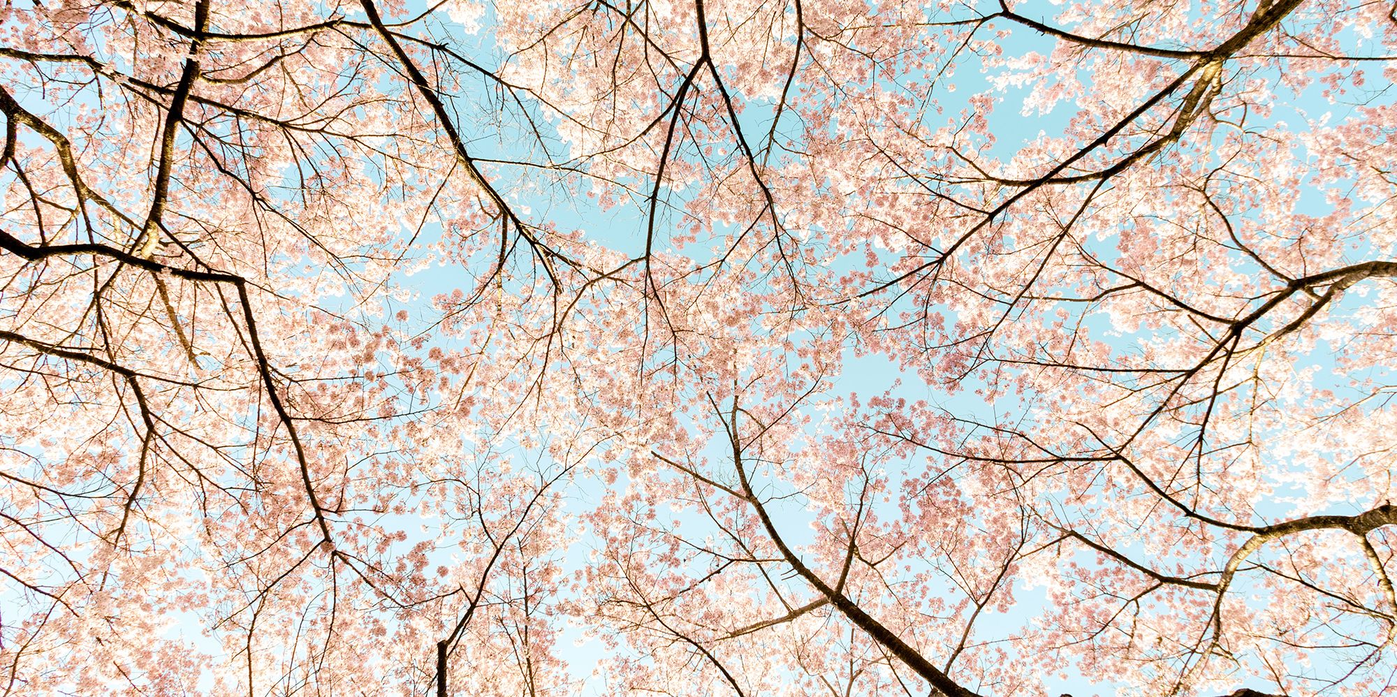 Cómo escribir poemas haiku con ejemplos | Domestika