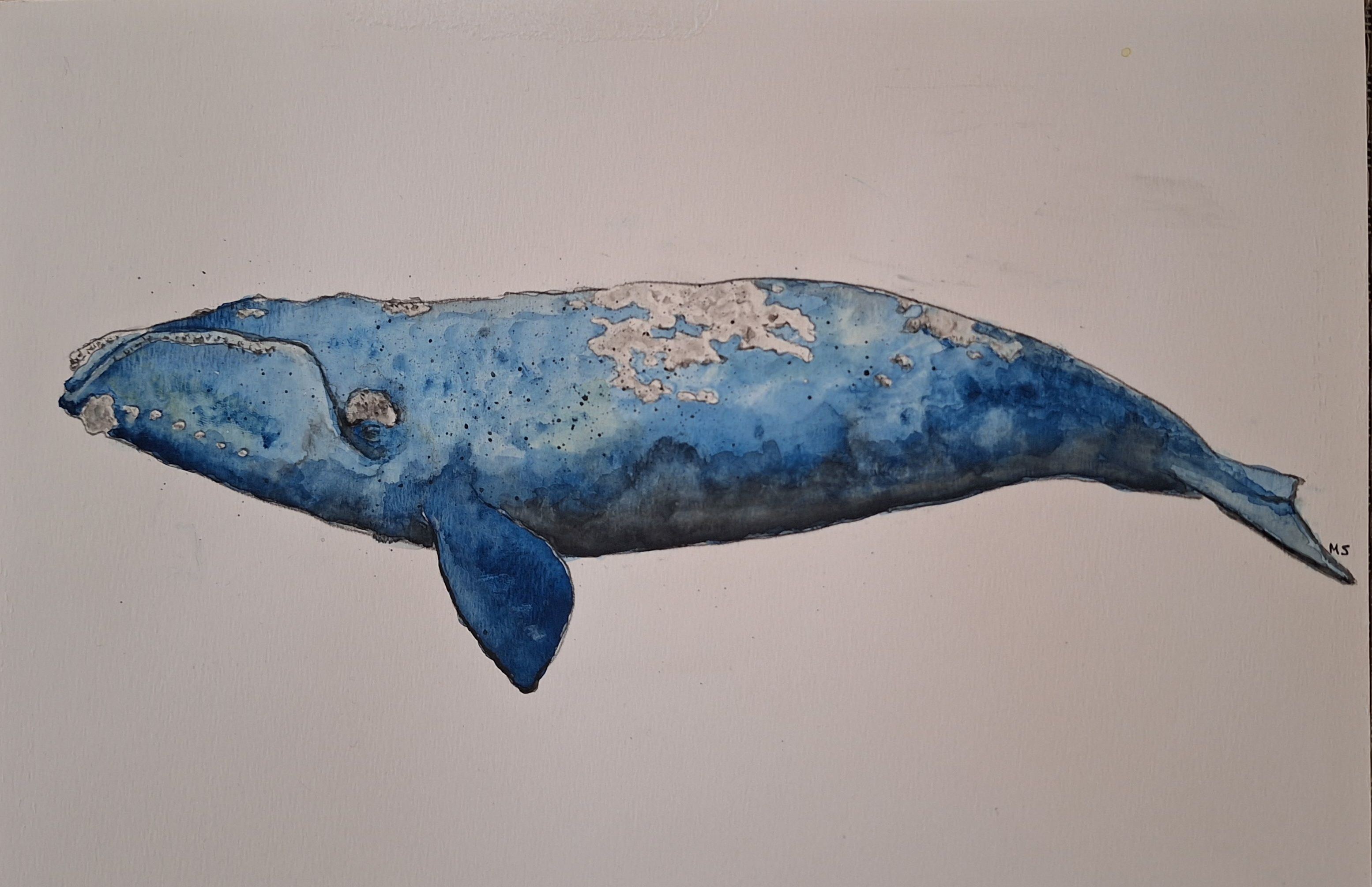 My project for course: Naturalist Illustration Techniques: Whales in ...