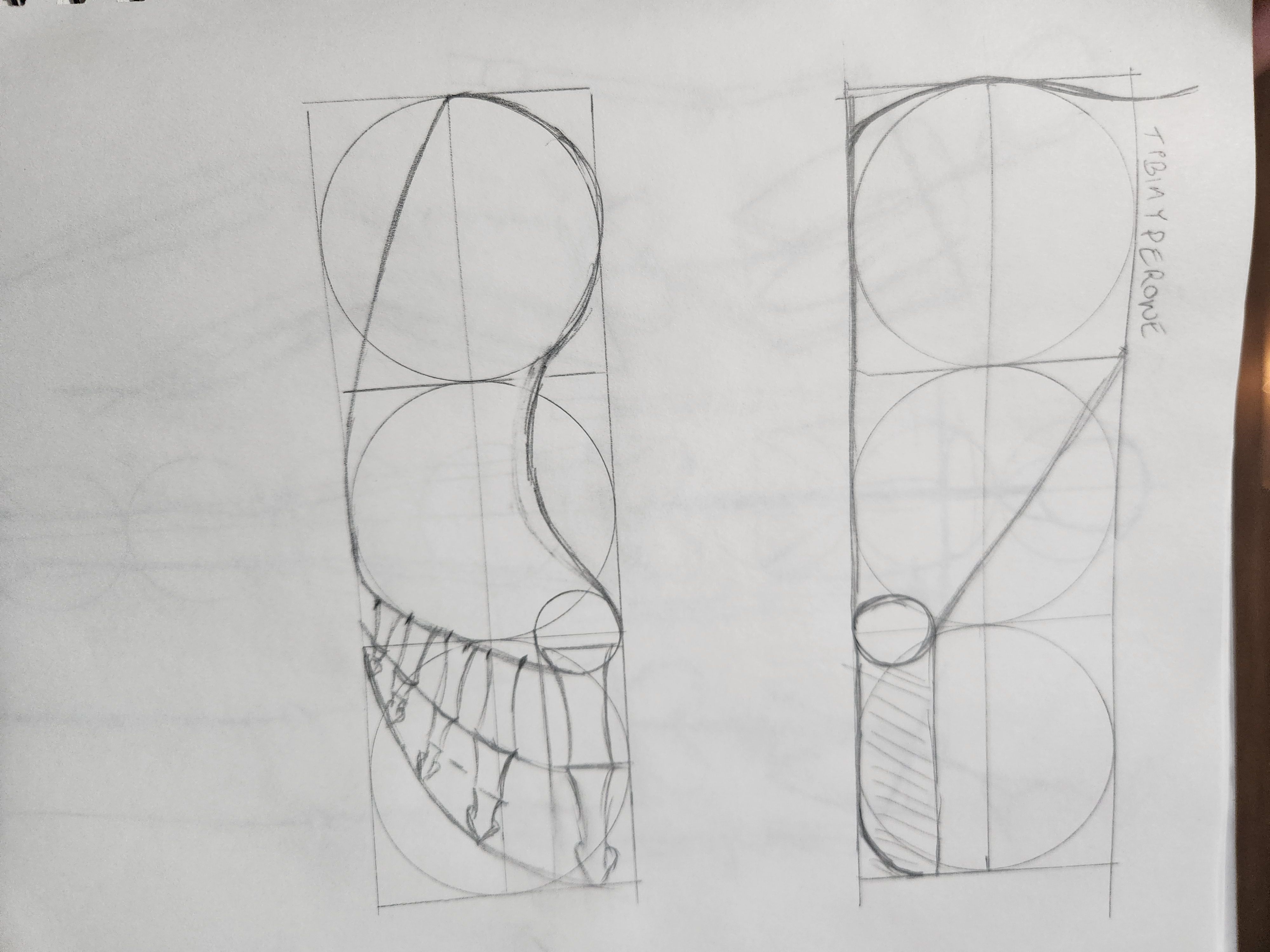 My project for course: Figure Drawing for Beginners | Domestika