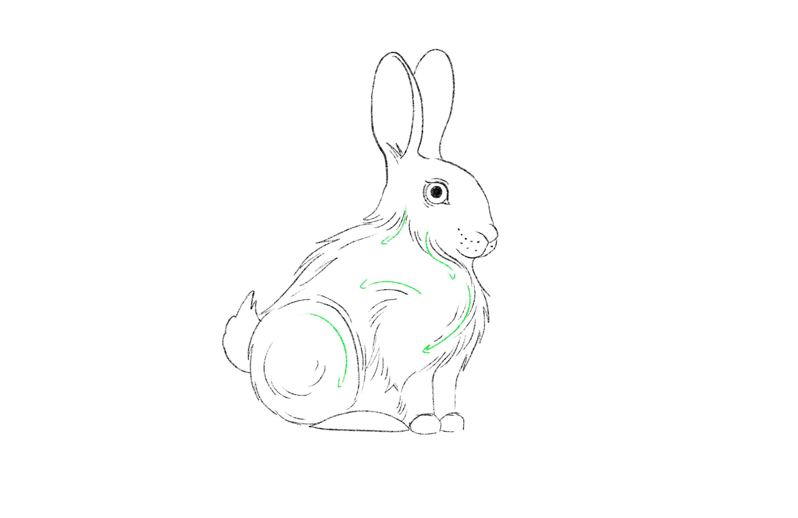 How to Draw A Rabbit (+Free Download) | Domestika