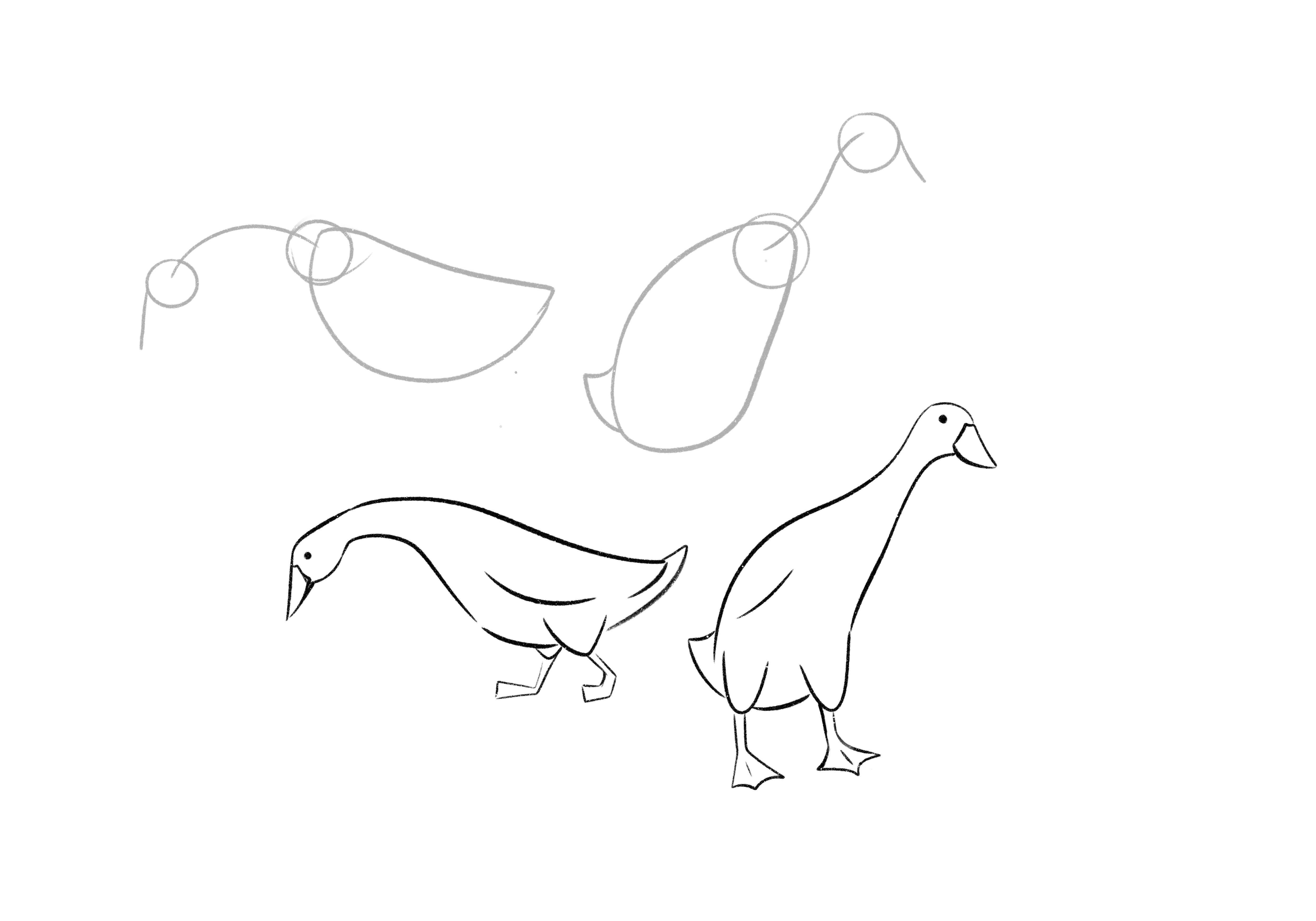 Drawing Tutorial: How To Draw A Duck | Domestika
