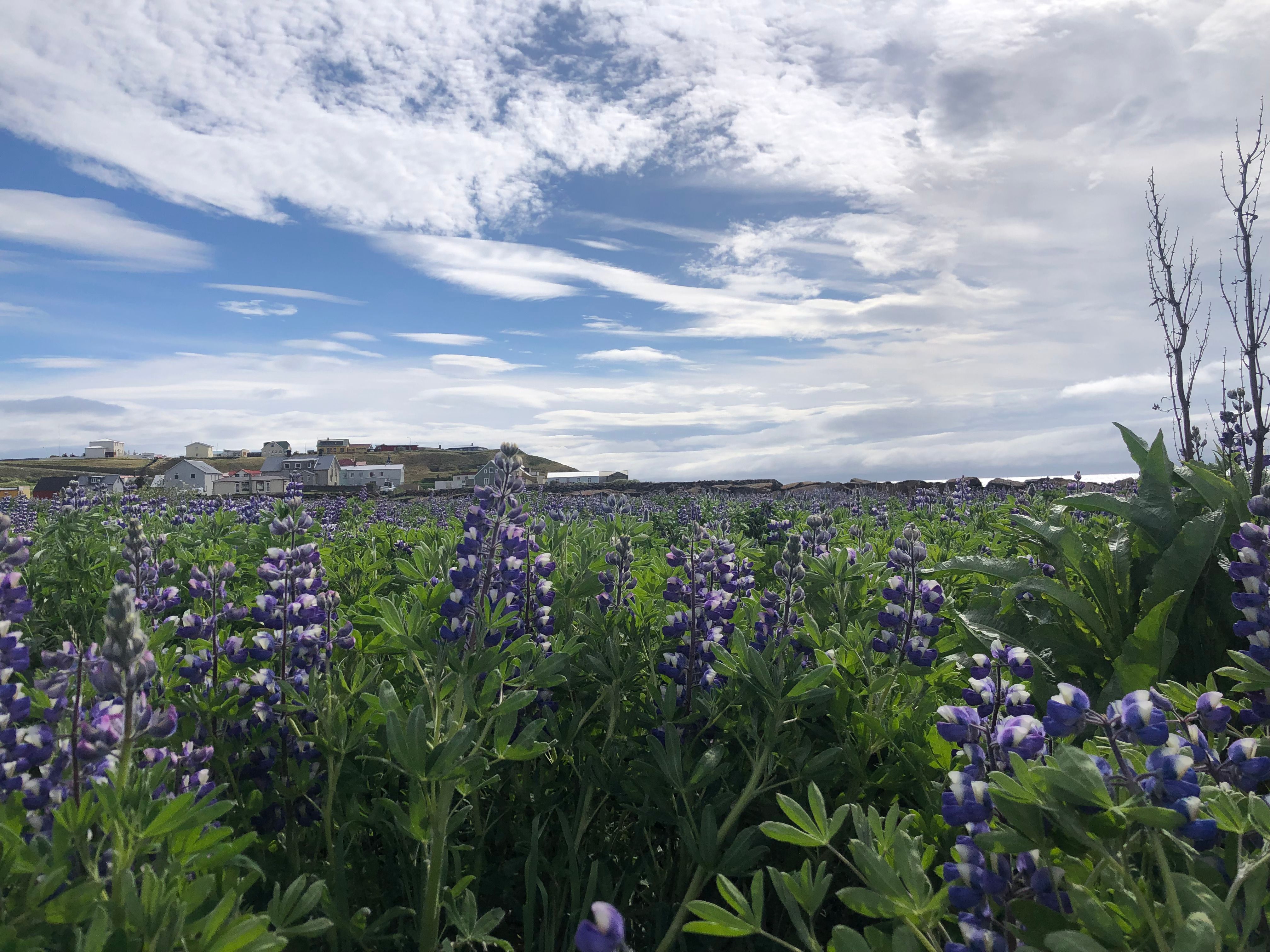 Bio Color Palette Proceso 1 | Domestika