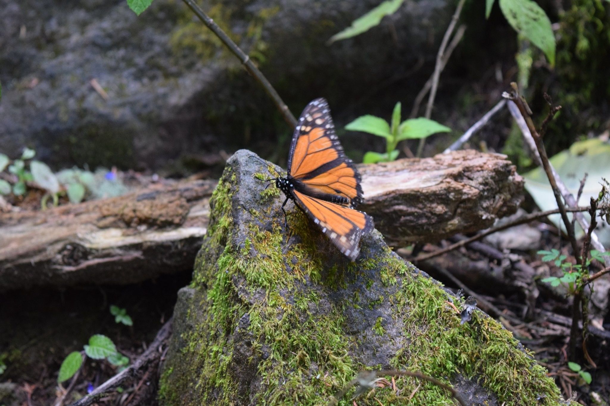 Monarch Butterflies of Central Mexico | Domestika