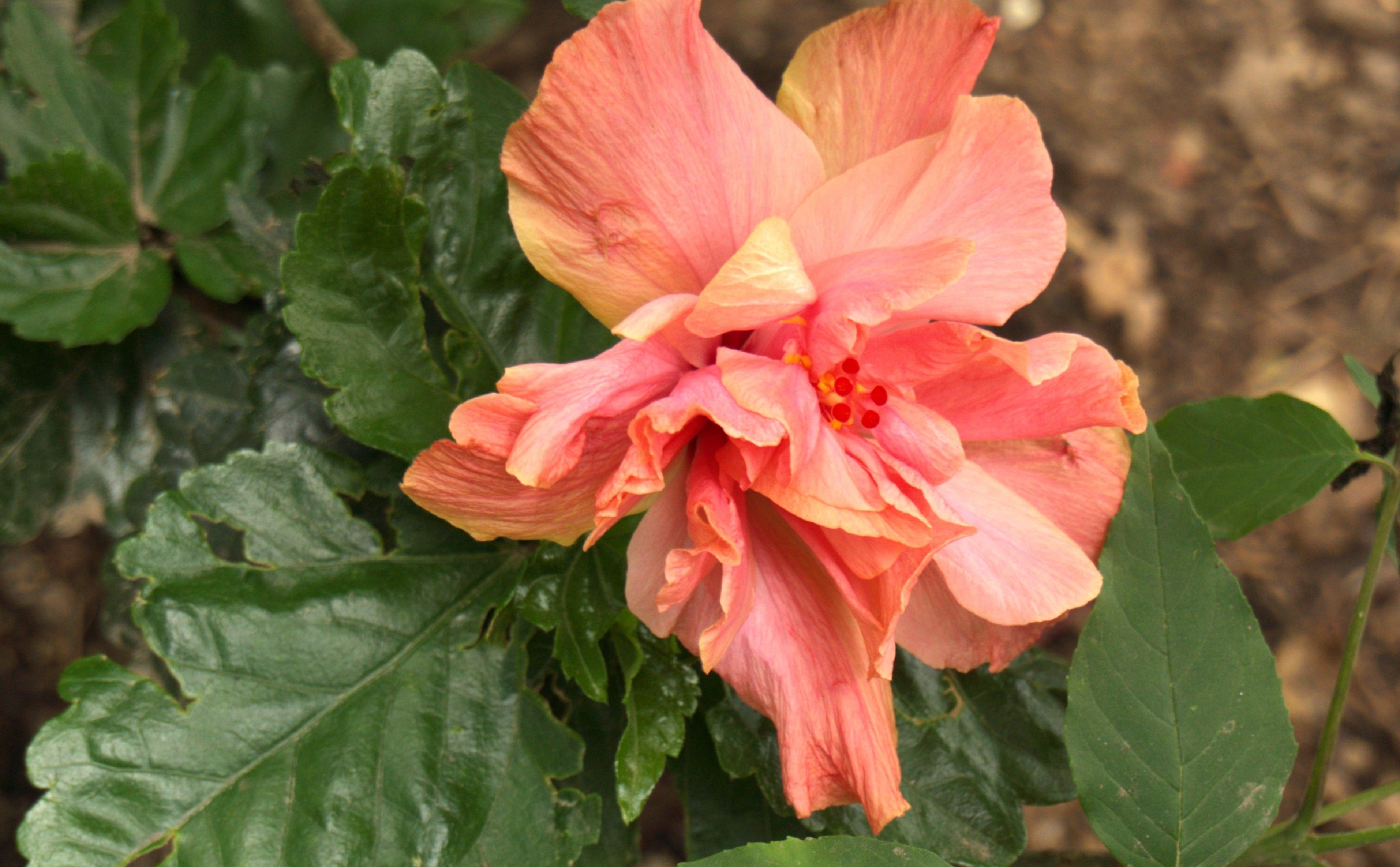 la flor de mi jardin | Domestika