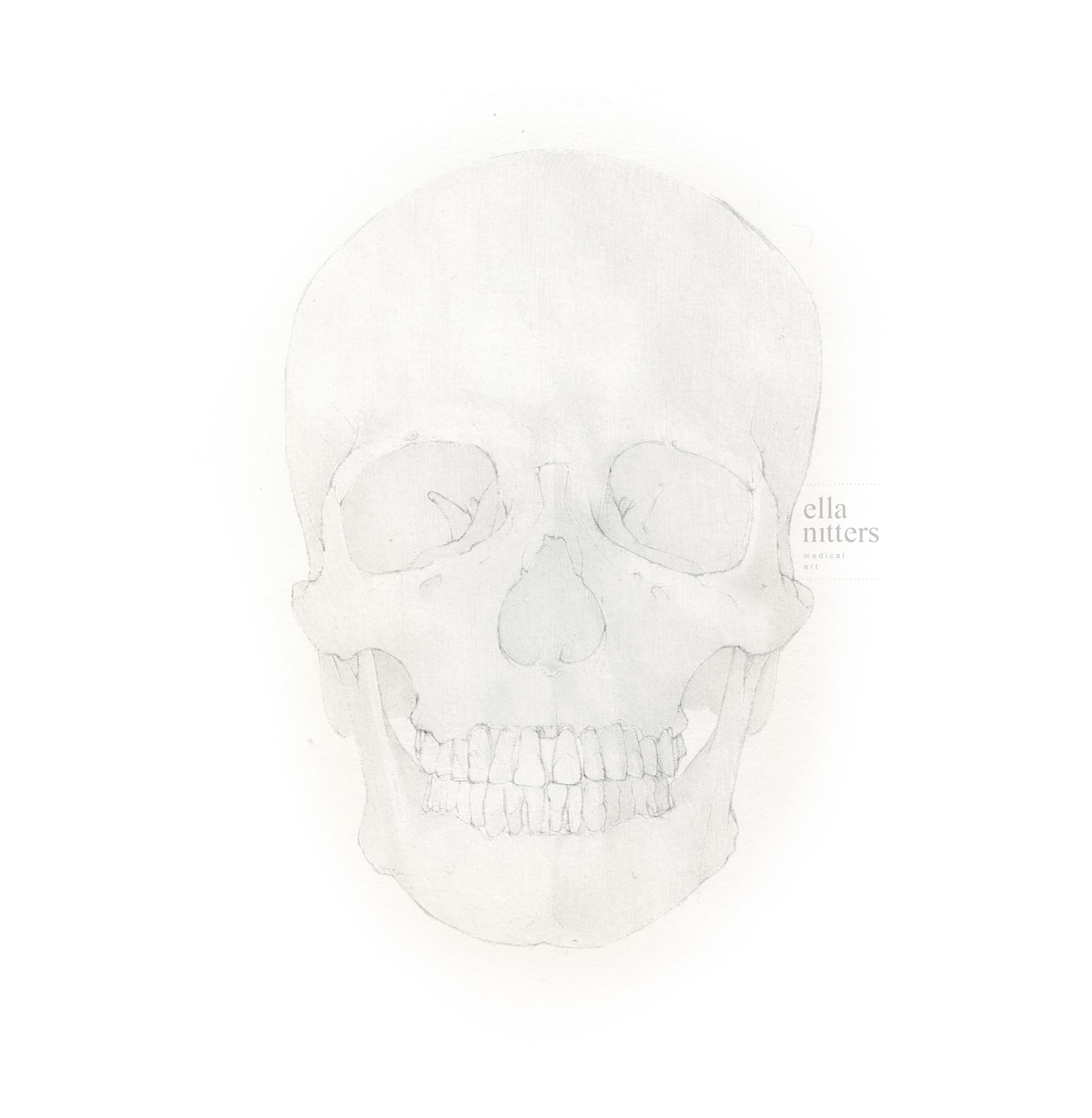 Human Skull - Final Project "Intro to Anatomy Drawing with Graphite ...