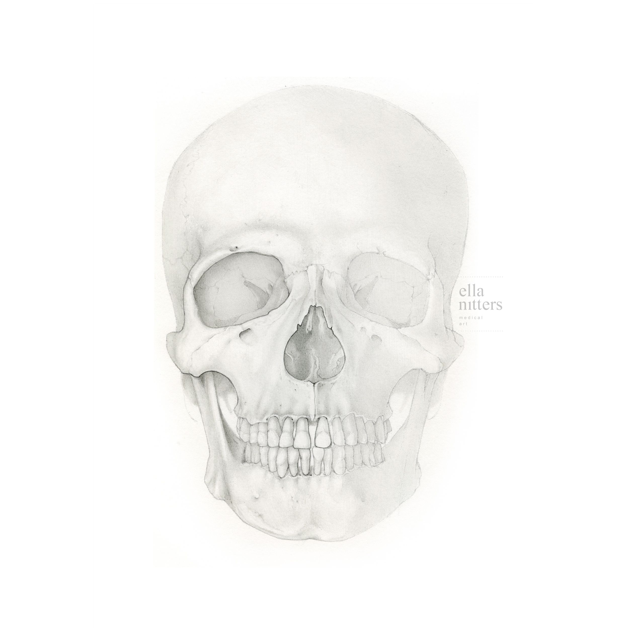 Human Skull - Final Project "Intro to Anatomy Drawing with Graphite ...