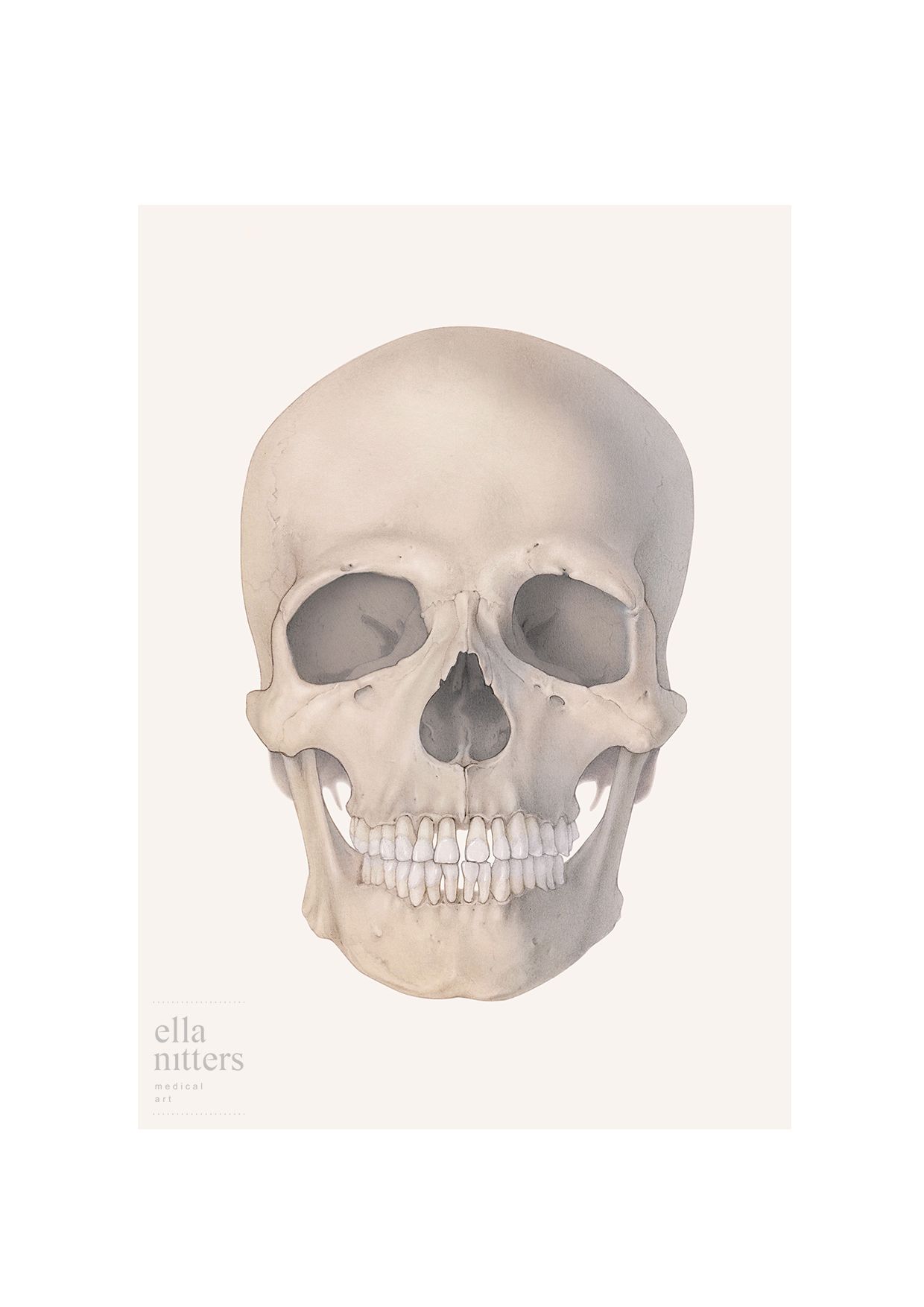 Human Skull - Final Project "Intro to Anatomy Drawing with Graphite ...
