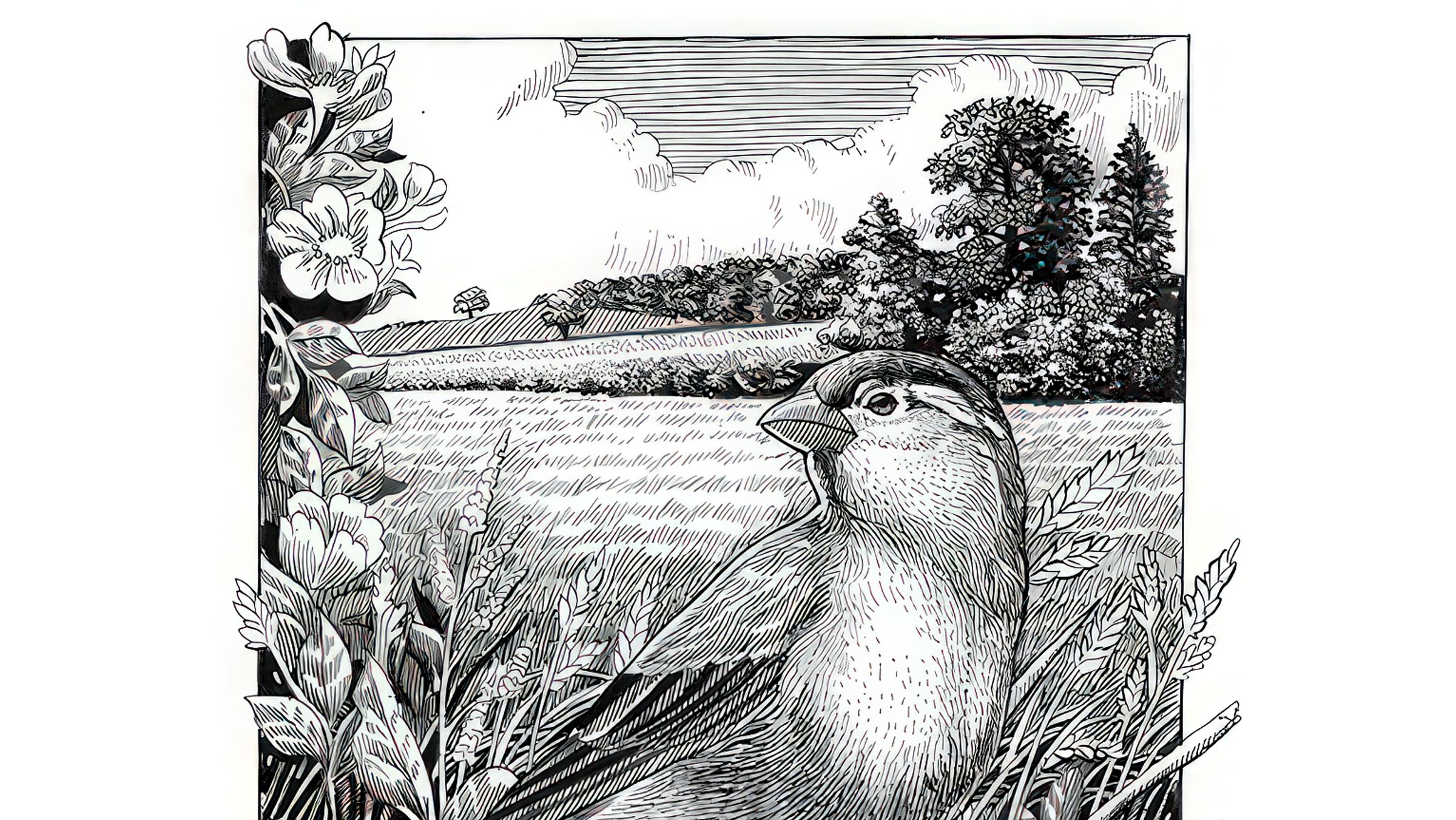 Online Specialization Course - Ink illustration specialization ...