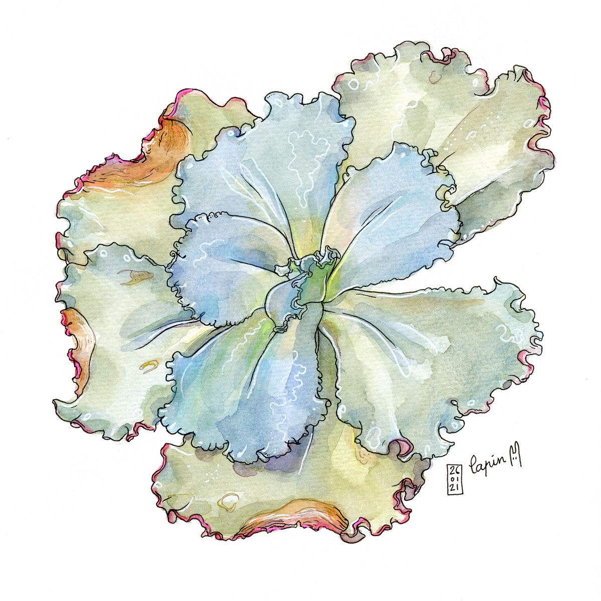 Final projects for the course "Botanical Sketchbooking: A Meditative Approach" (Lapin) | Domestika