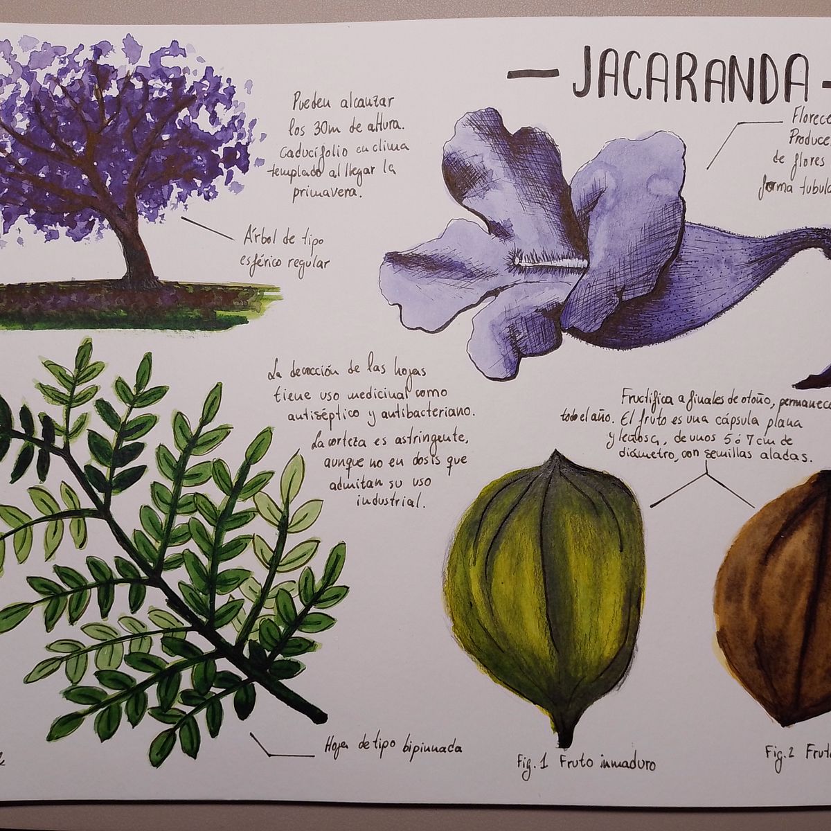 Estudio de la Jacaranda | Domestika