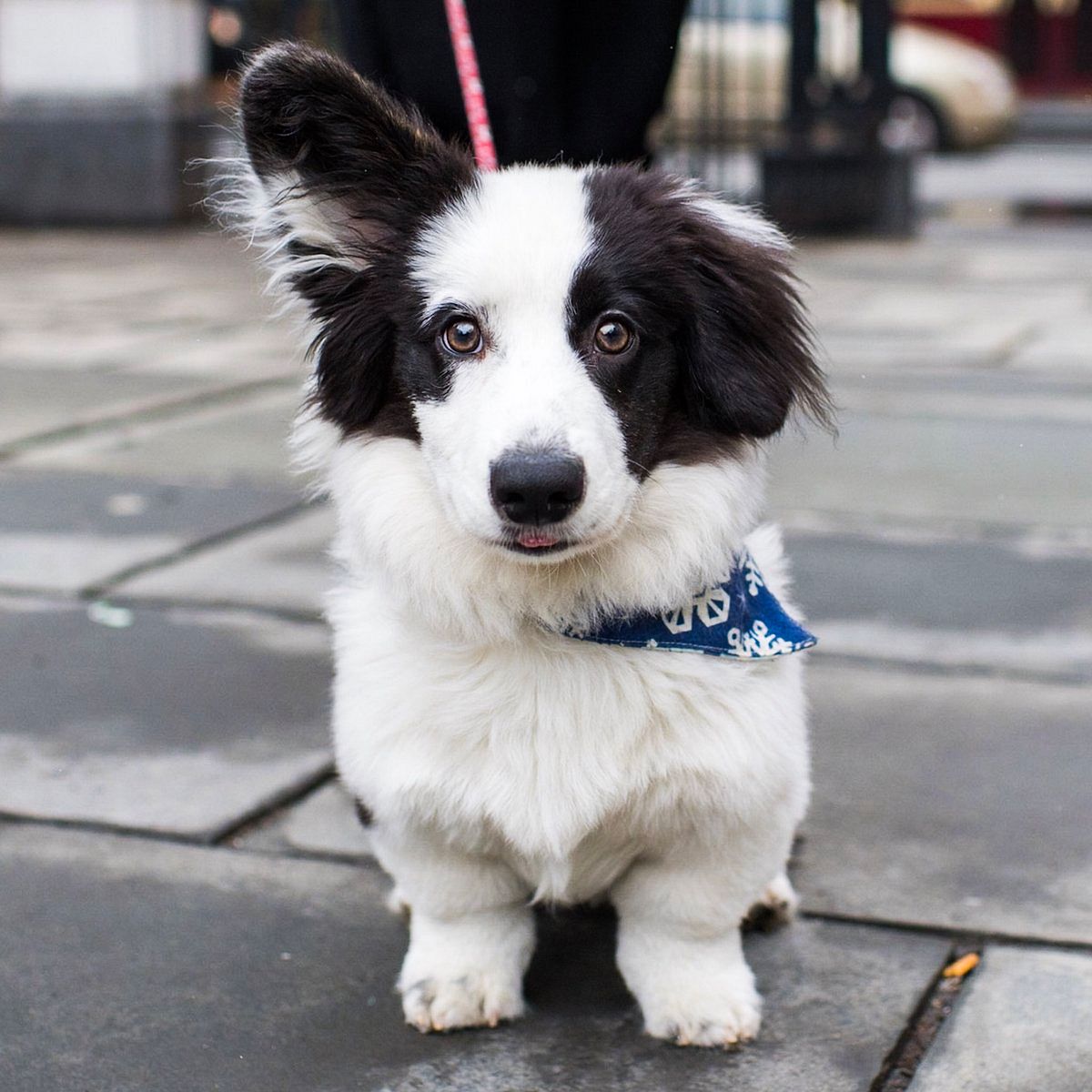 Meet 10 of the Best Dog Photographers | Domestika