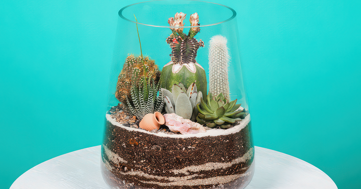 Online Course - Plant Art: Create Your Own Open Terrarium (Fotosíntesis ...