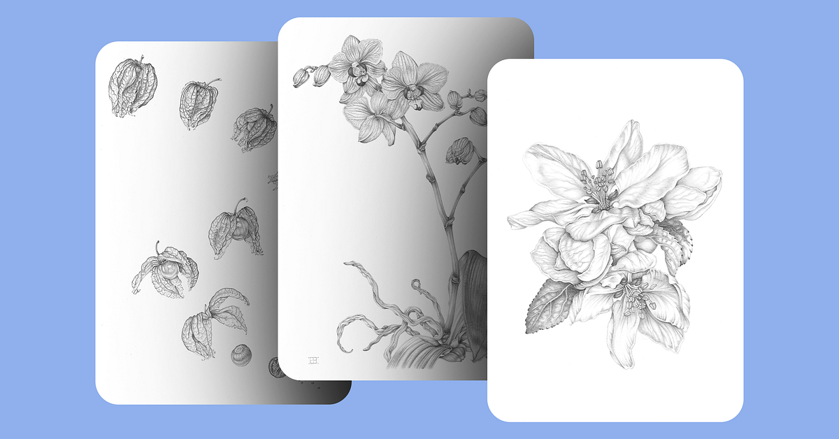 Online Course - Mastering Botanical Drawing with Graphite Pencil ...