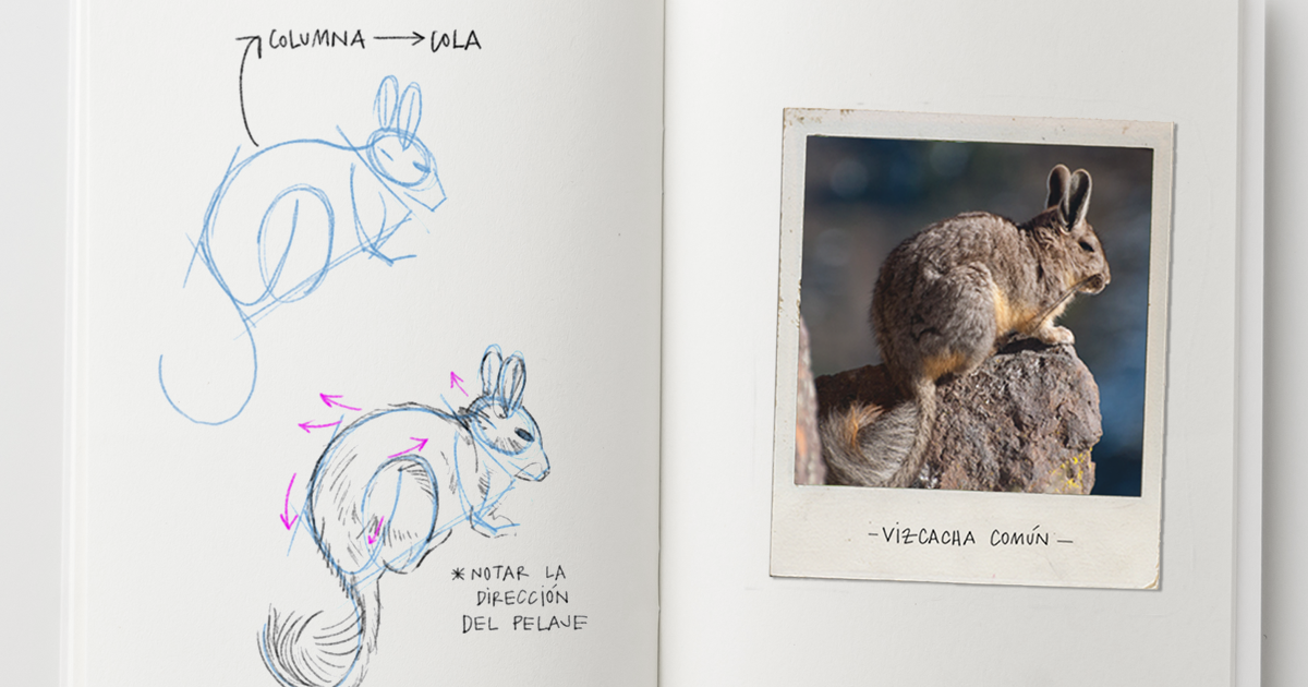 Free PDF: Download Visual Keys to Drawing Nature | Domestika