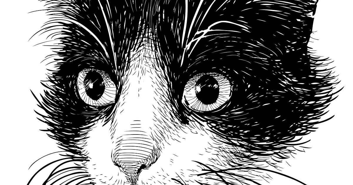 How to Draw a Realistic Cat Step-by-step | Domestika