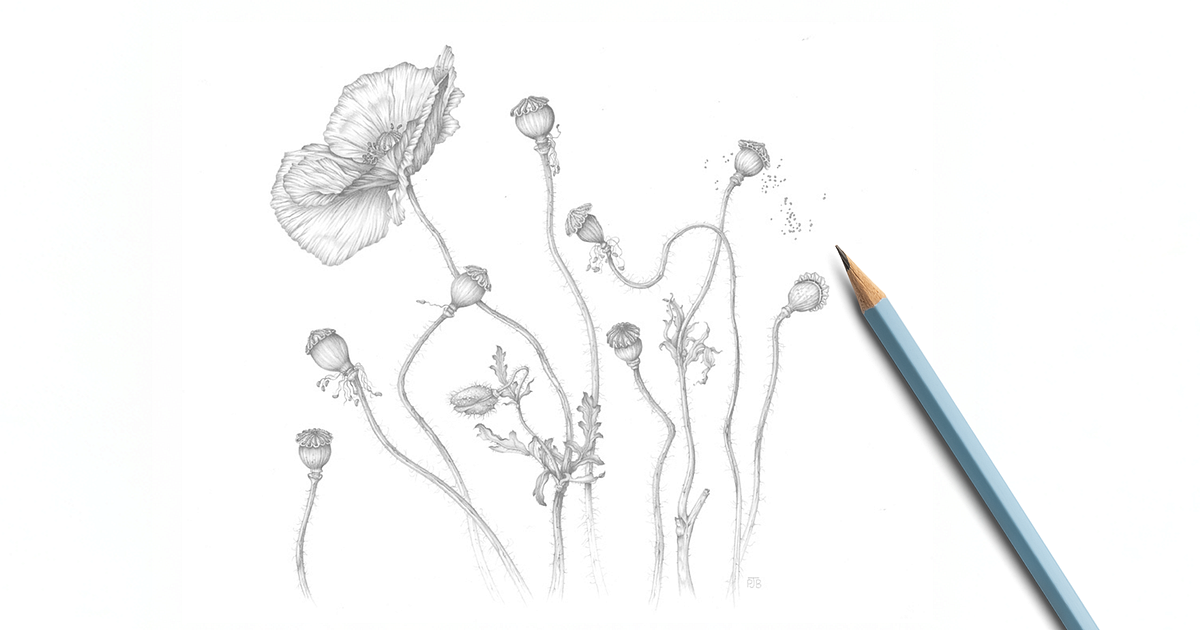 How to Dissect a Flower for Botanical Drawing: A Step-by-Step Guide ...
