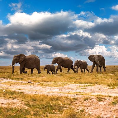 Online Course - Creative Coding: Making Visuals with JavaScript (Bruno ...