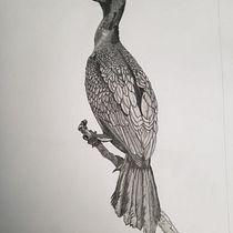 Online Course - Naturalistic Animal Drawing with Graphite Pencil (Amy ...