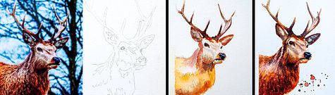 Online Course - Expressive Animal Portraits in Watercolor (Sarah Stokes ...