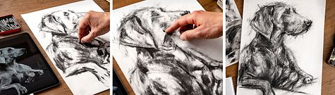 Online Course - Animal Illustration with Charcoal and Ink (Laura ...